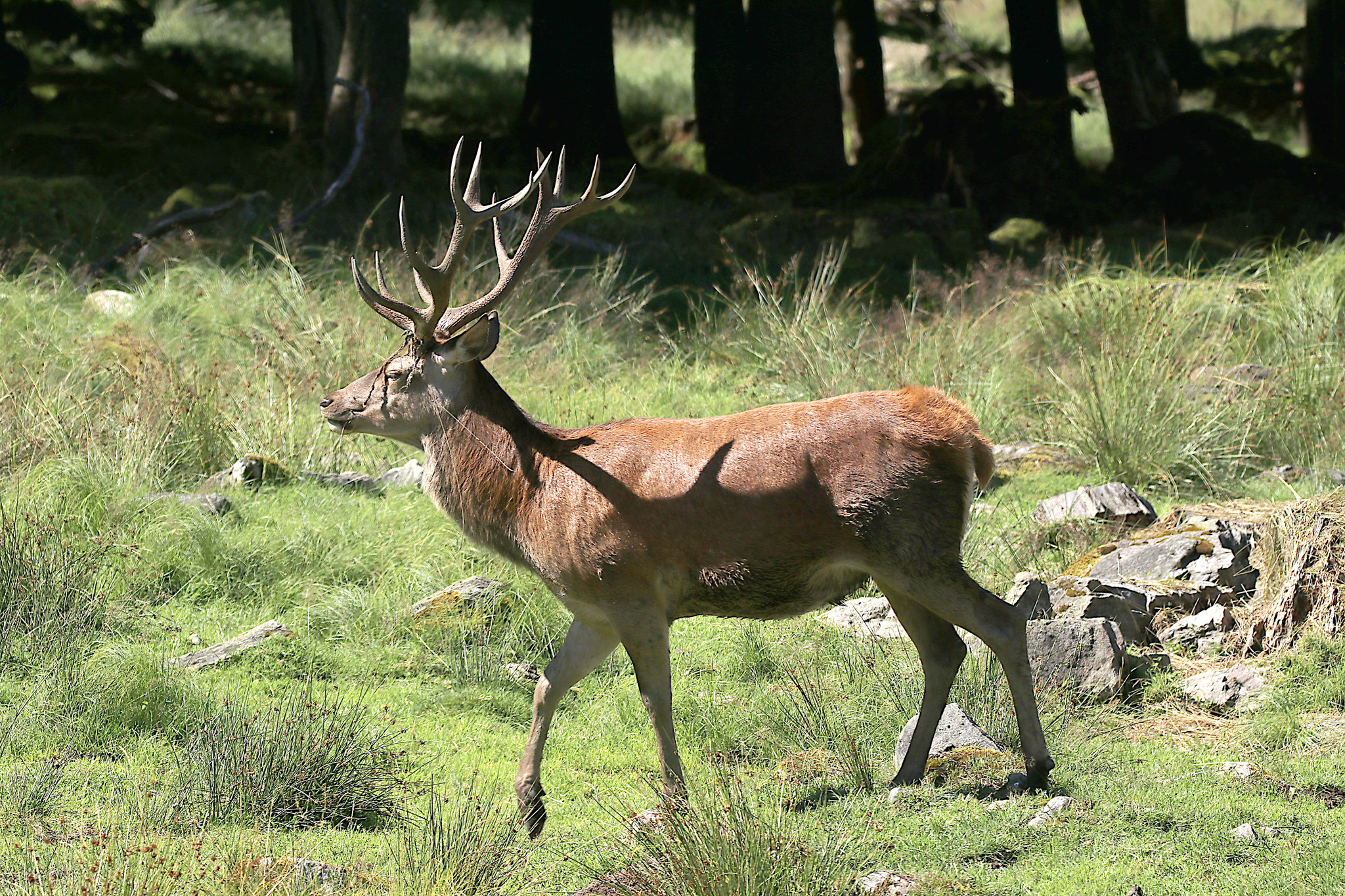 Rotwild - Damwild - naturfoto-schmidt.de