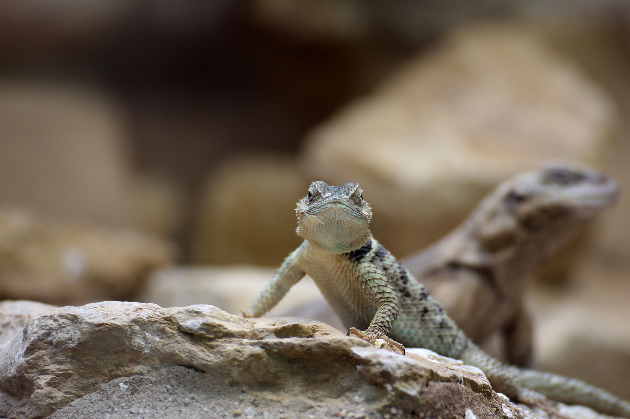 Komodowaran - Echsen - Schlangen - naturfoto-schmidt.de