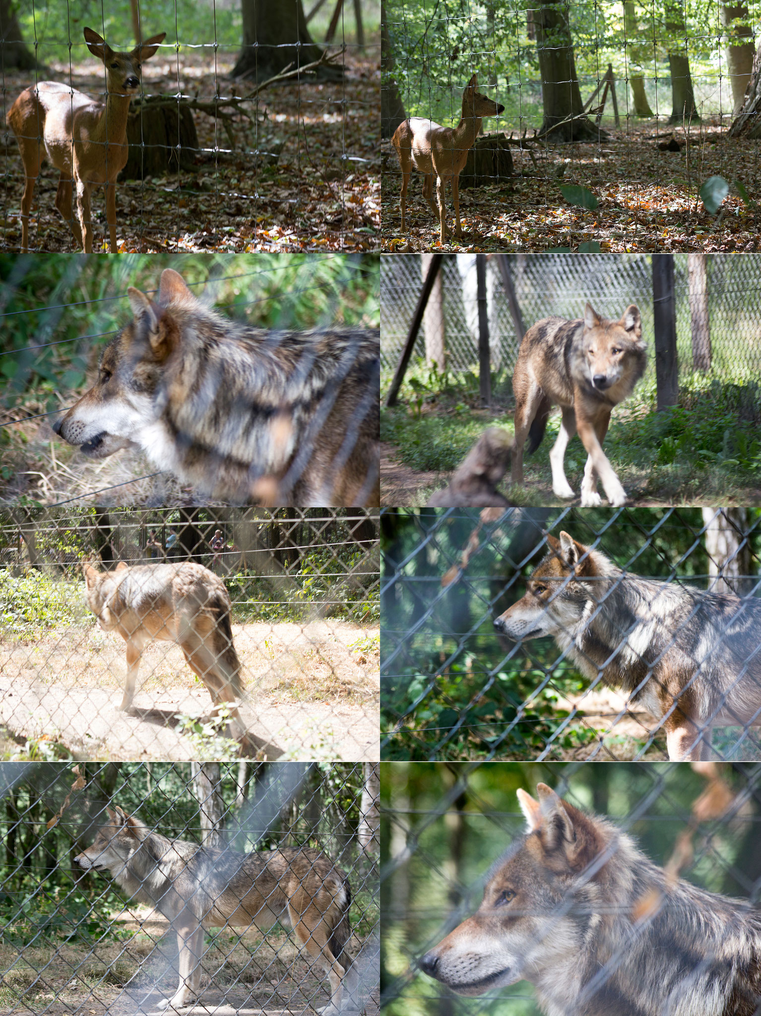 Wolf Collage - Uschka Design @ Petra Zivnicek Fotografie, Design ...