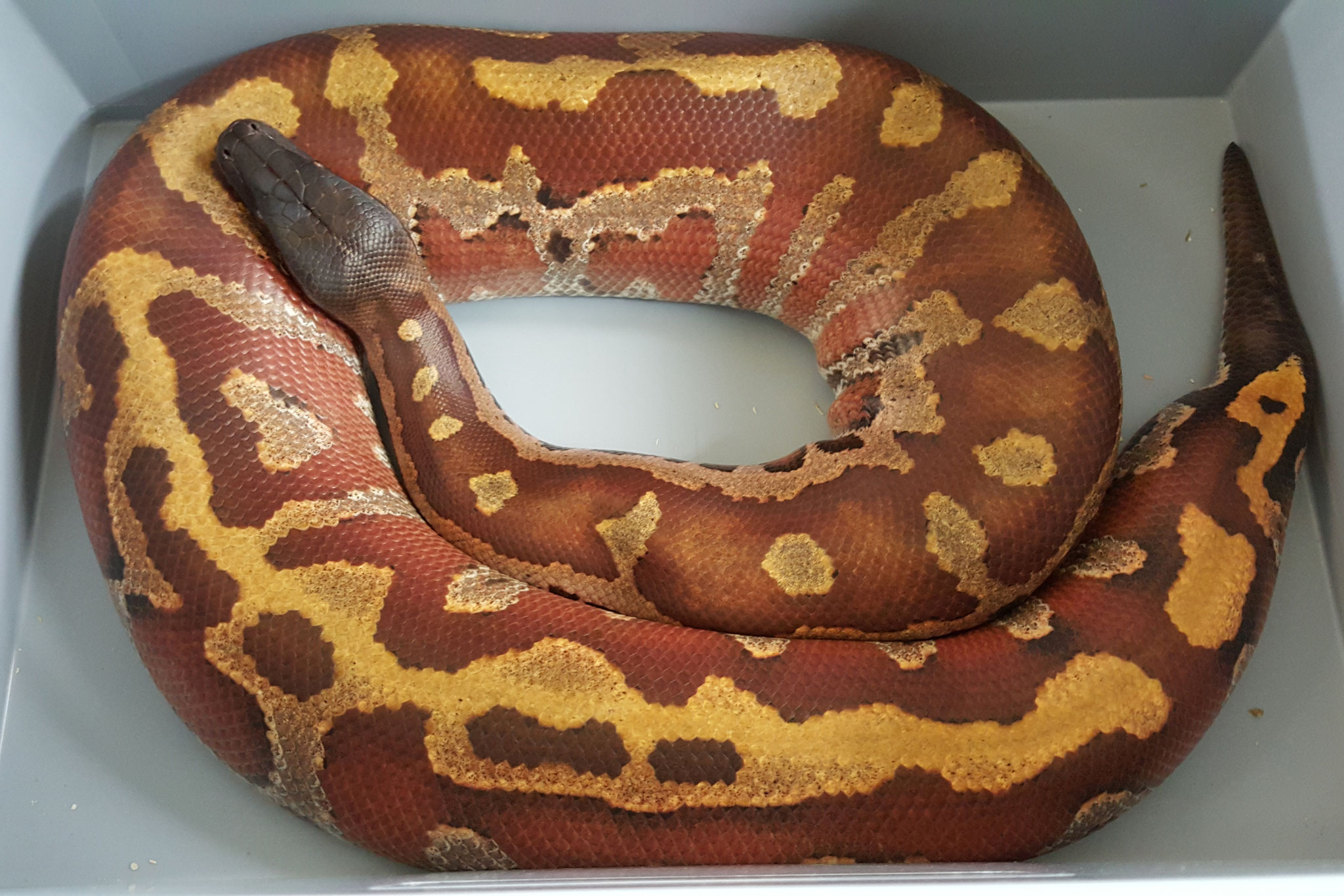 Python brongersmai (Stull, 1938) - TriasReptiles