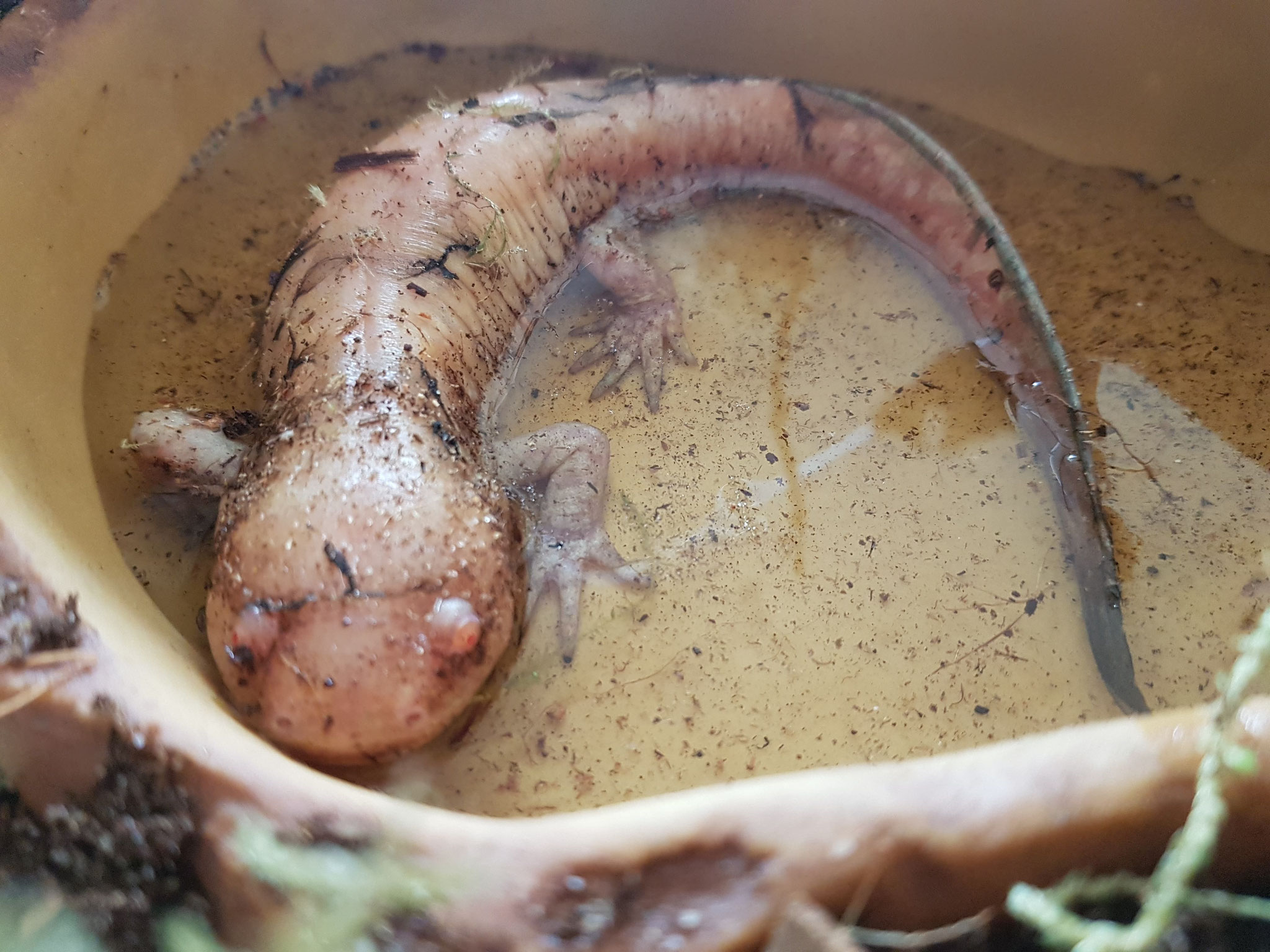 Le processus de métamorphose des axolotls - Site de afroutabidouille ...