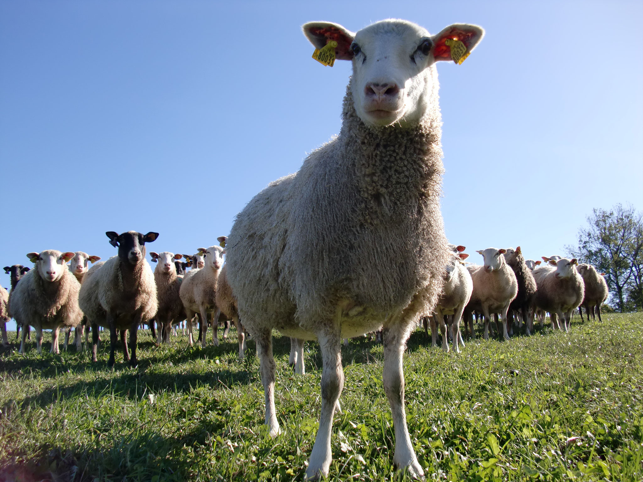 Son histoire - Site Officiel de race ovine La Romane - Brebis et Béliers