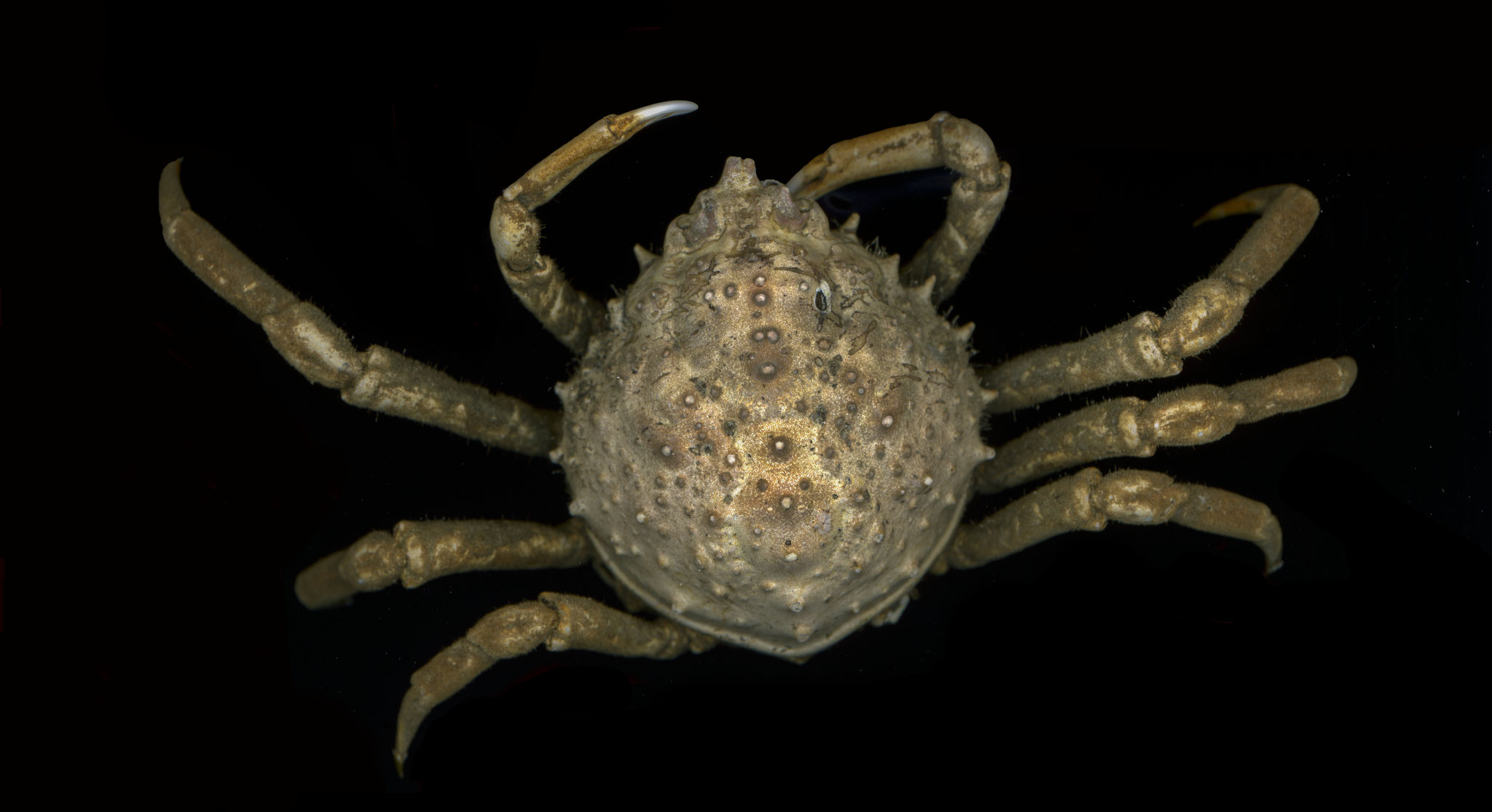 SPECIMENS: TWO - Website of philiphopper!