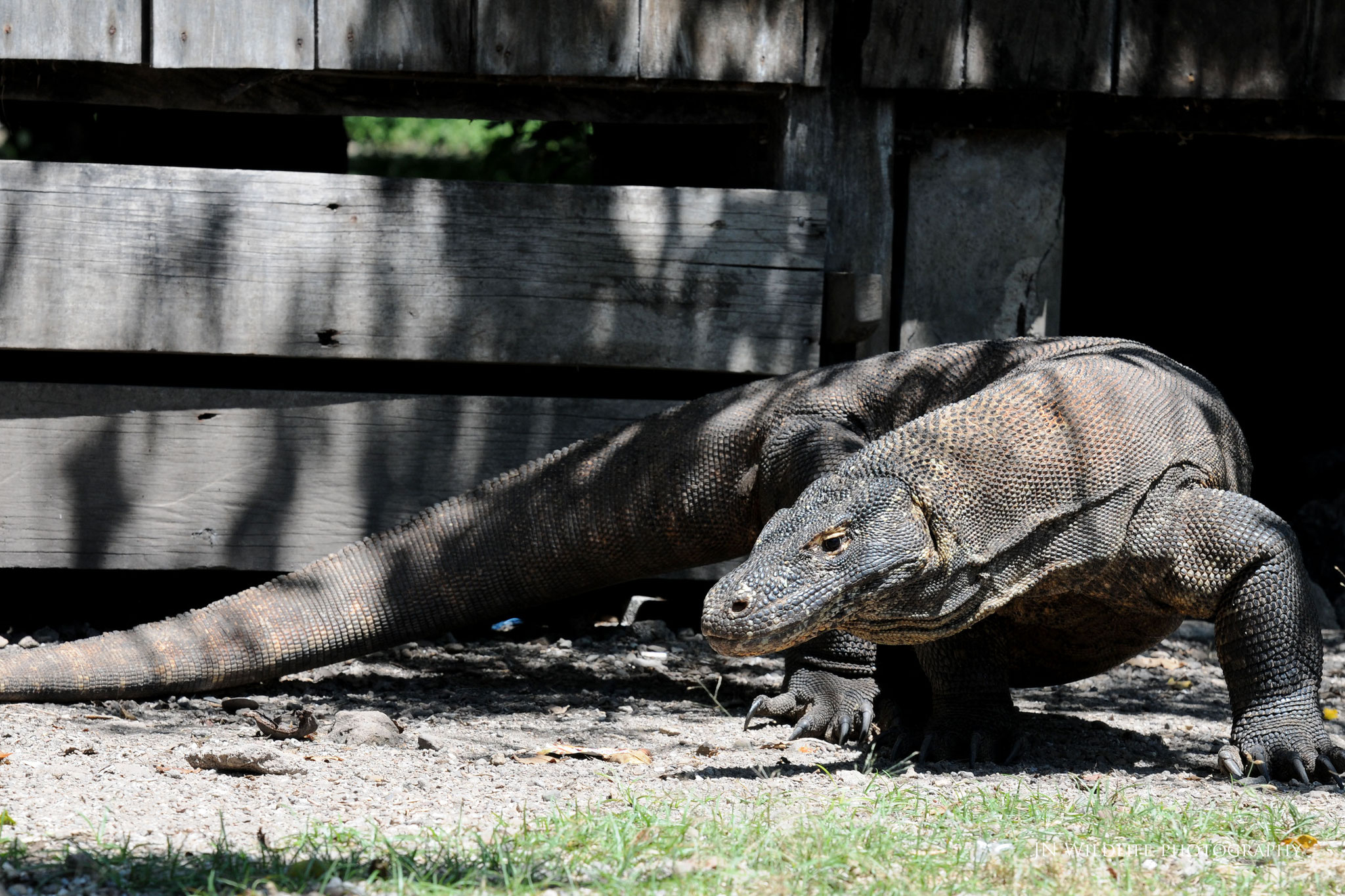 Reptiles of Asia - jn-wildlife-photo-archives Webseite!