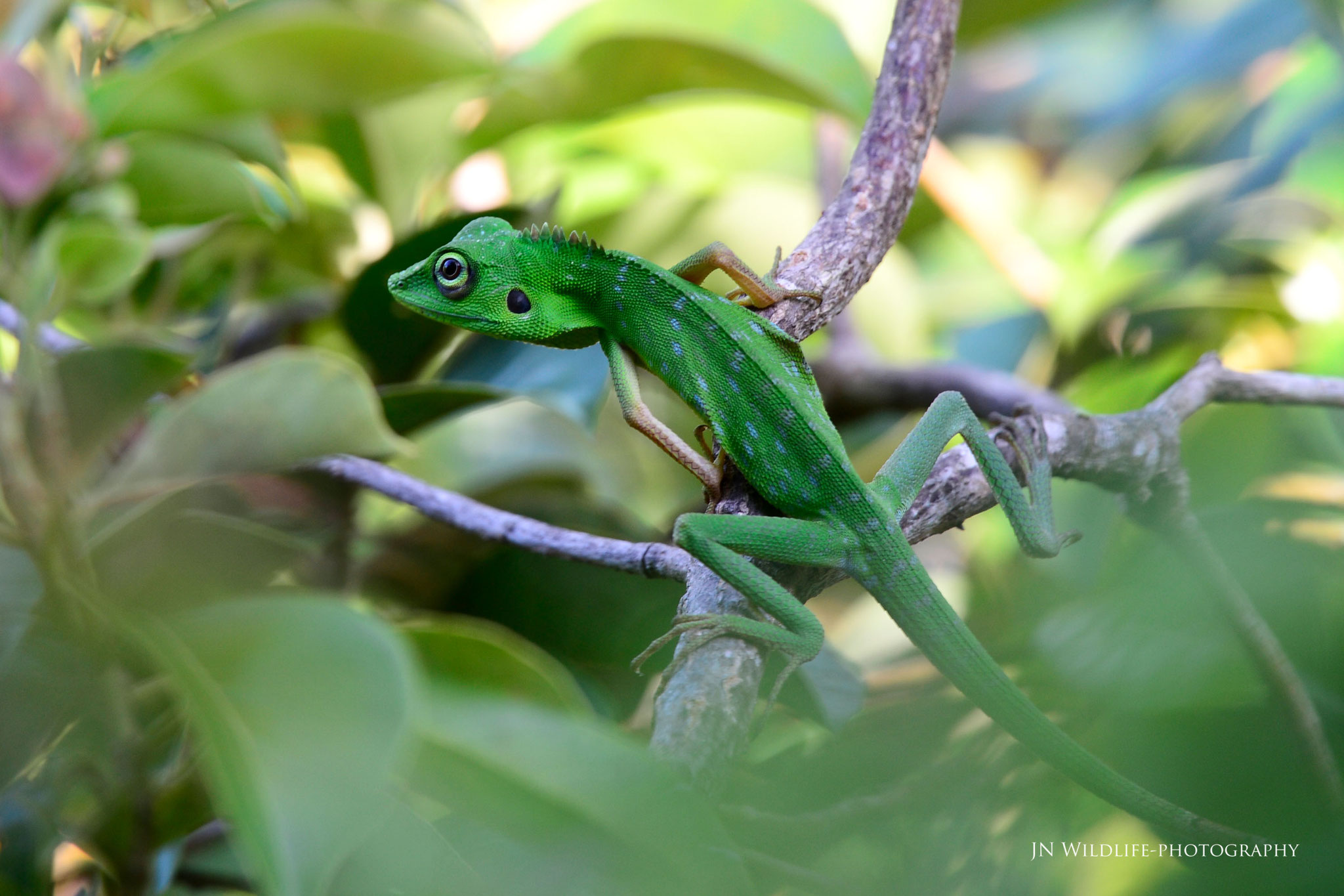 Reptiles of Asia - jn-wildlife-photo-archives Webseite!