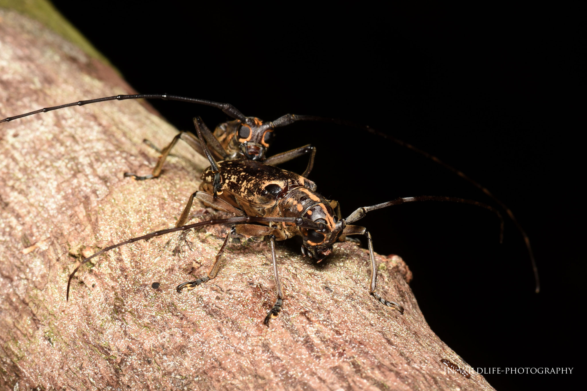 Insects of Asia - jn-wildlife-photo-archives Webseite!