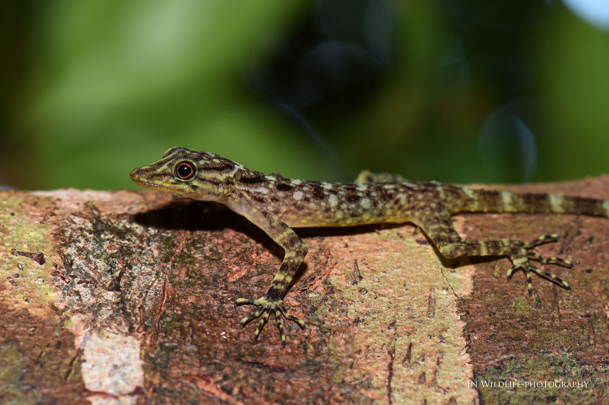 Reptiles of Asia - jn-wildlife-photo-archives Webseite!