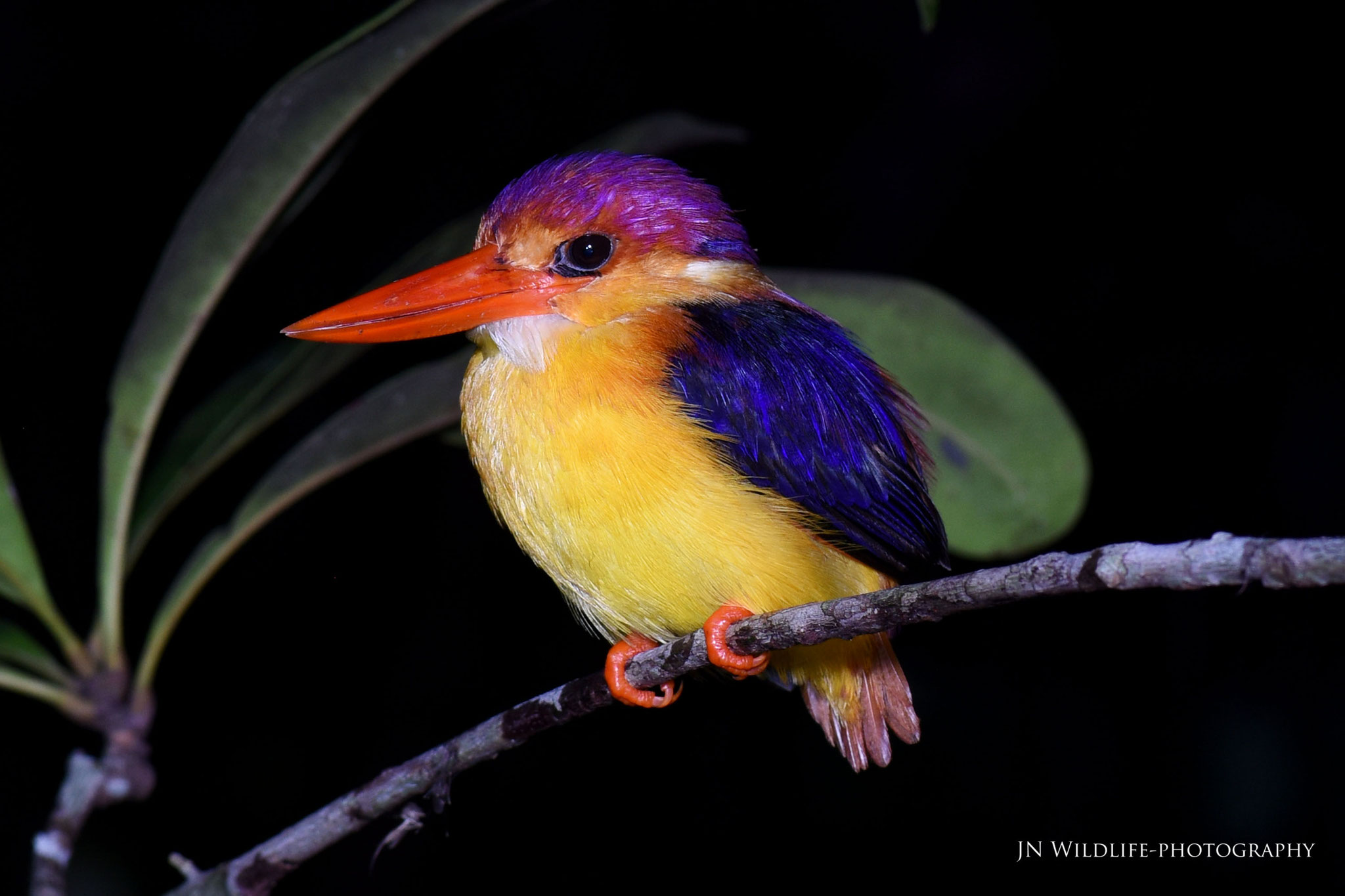 Birds of Asia - jn-wildlife-photo-archives Webseite!