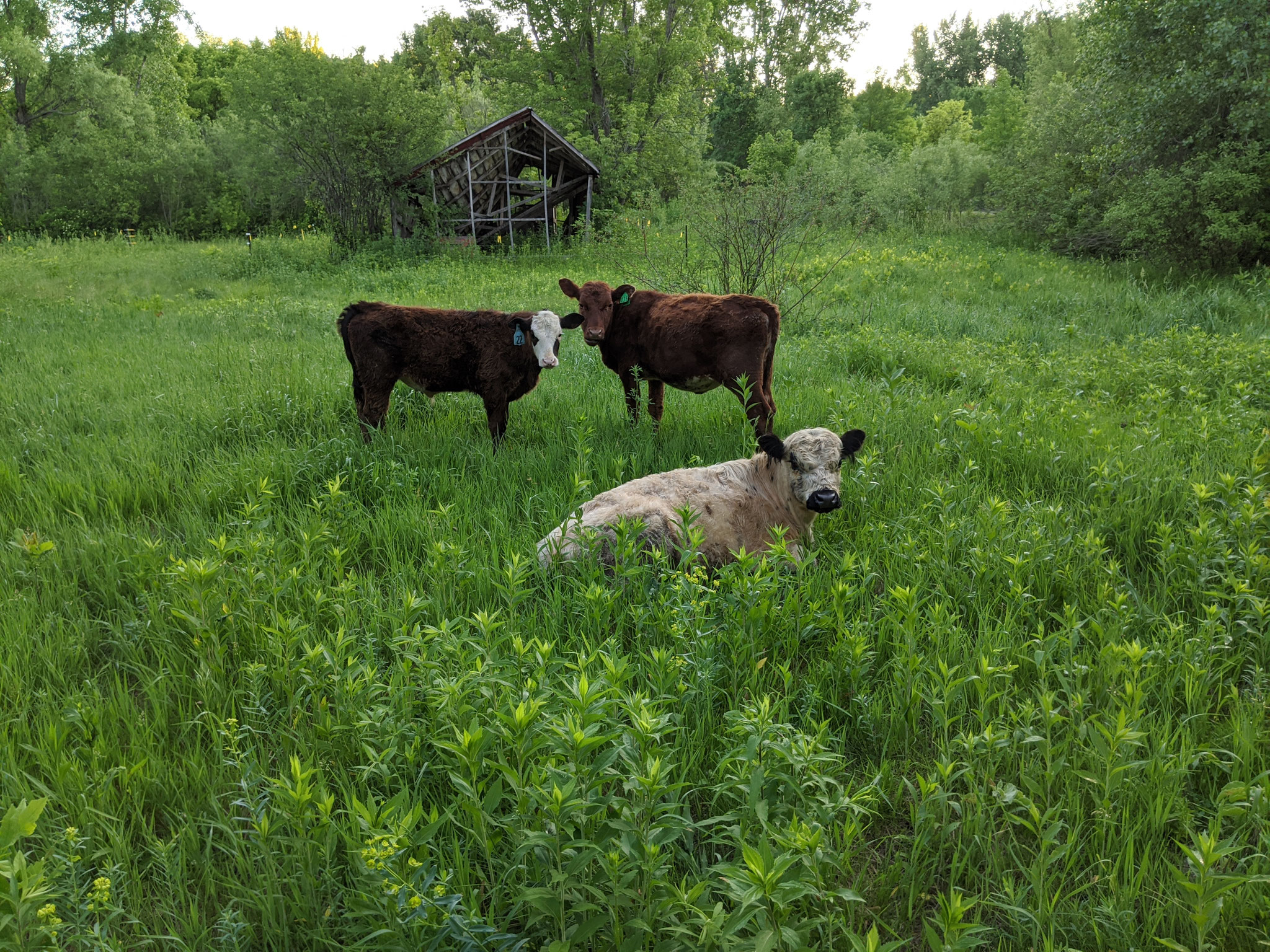 Pastured Beef - guldanfamilyfarm