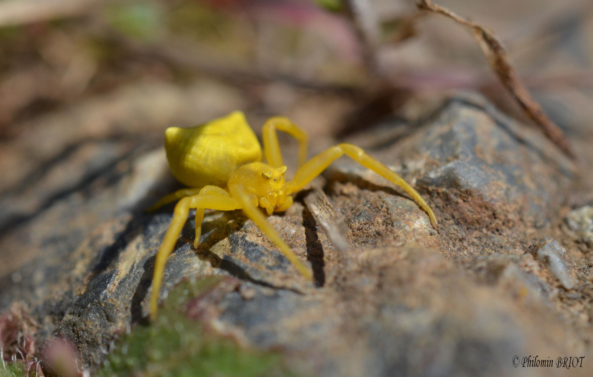Arachnides - Philomin Briot Photographie