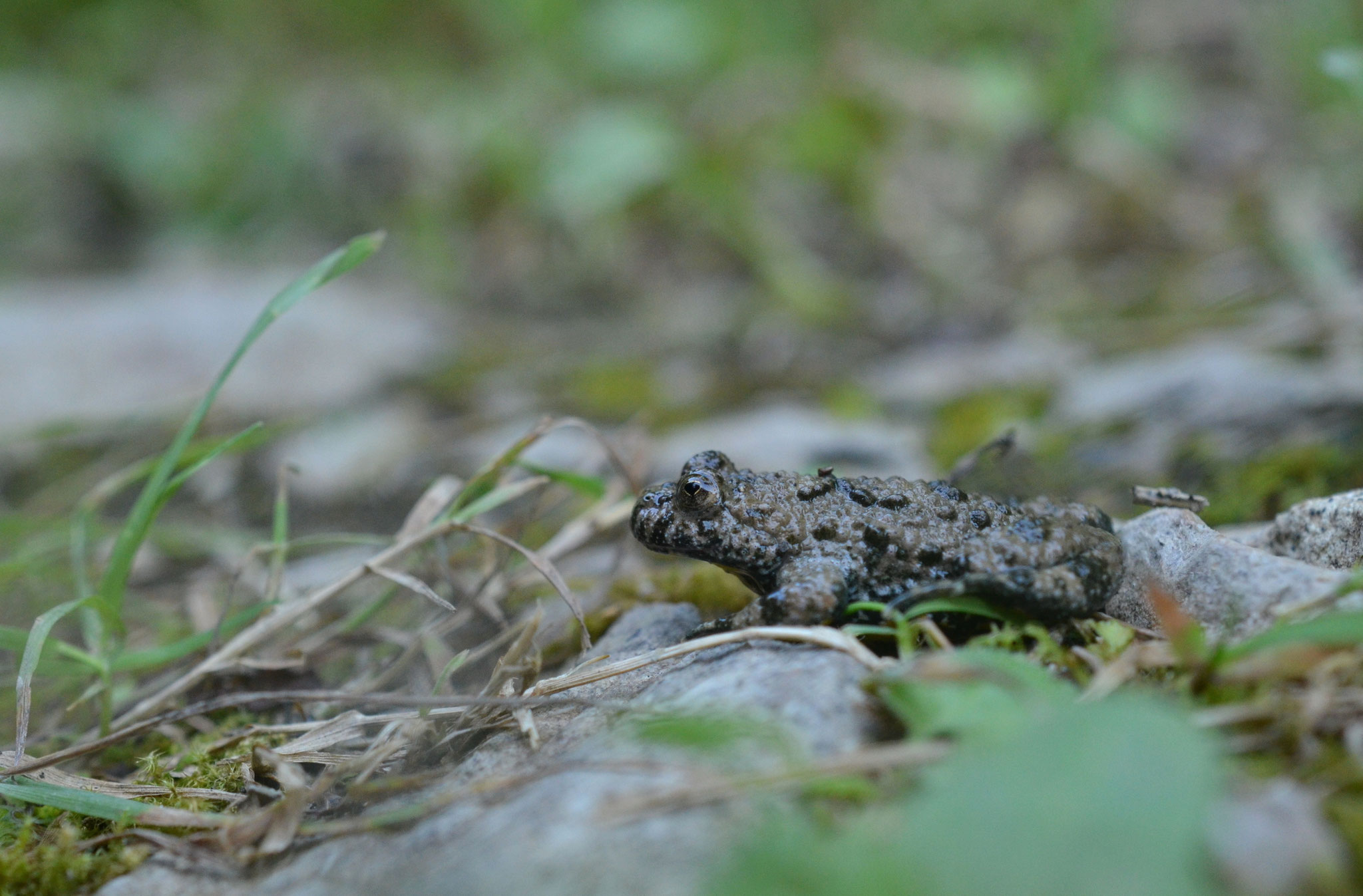 Amphibiens - Philomin Briot Photographie