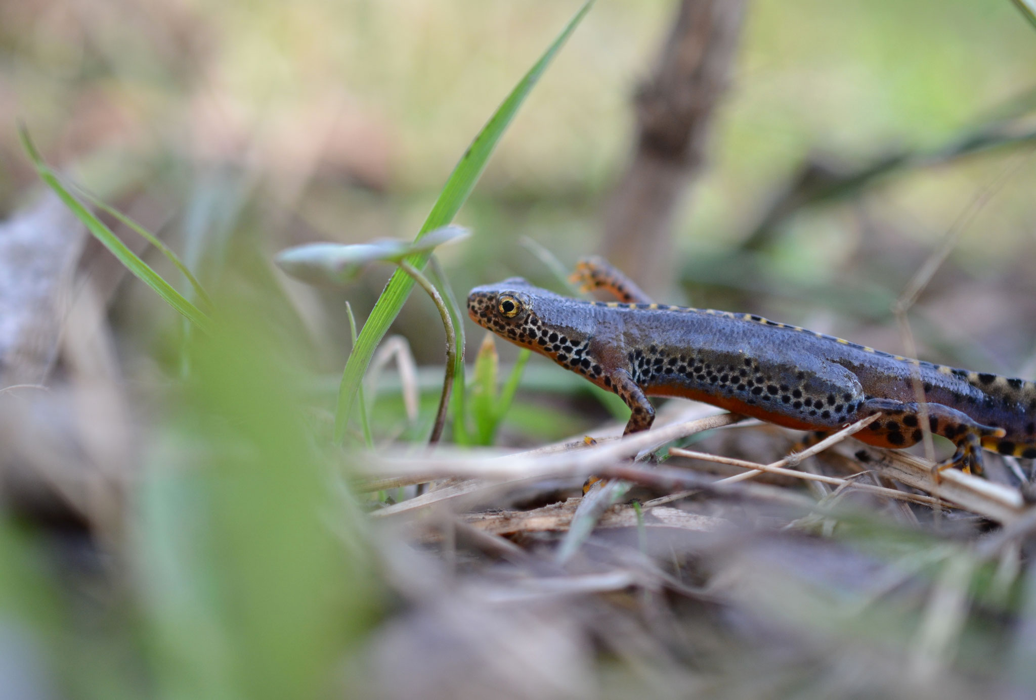 Amphibiens - Philomin Briot Photographie
