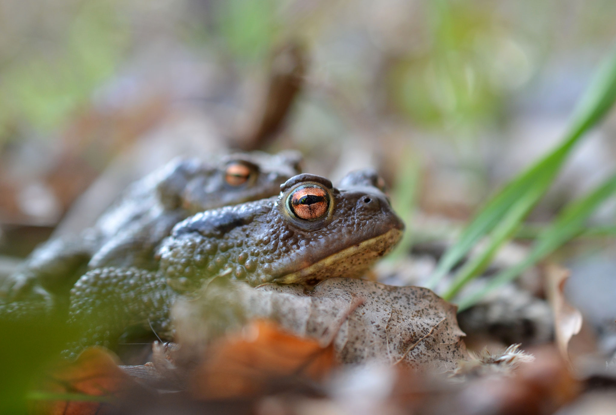 Amphibiens - Philomin Briot Photographie