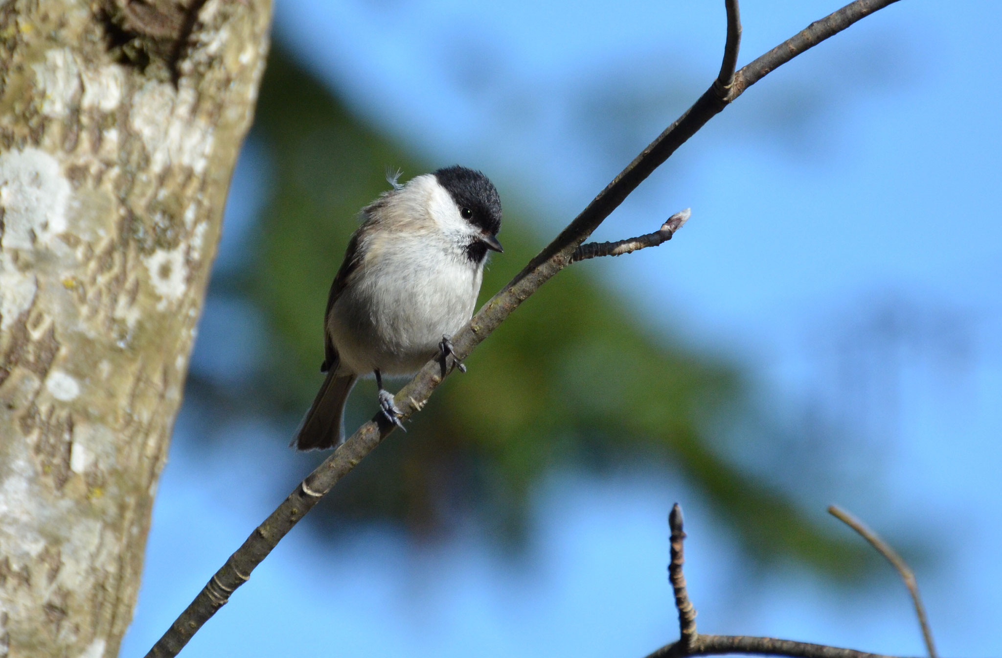 Passereaux et apparentés - Philomin Briot Photographie
