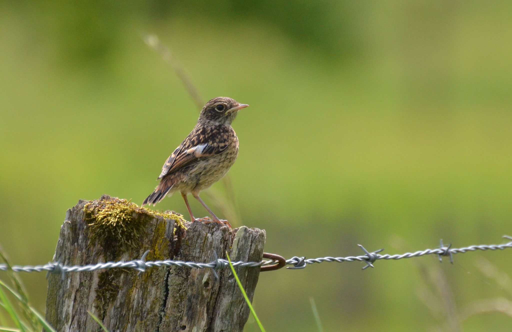 Passereaux et apparentés - Philomin Briot Photographie