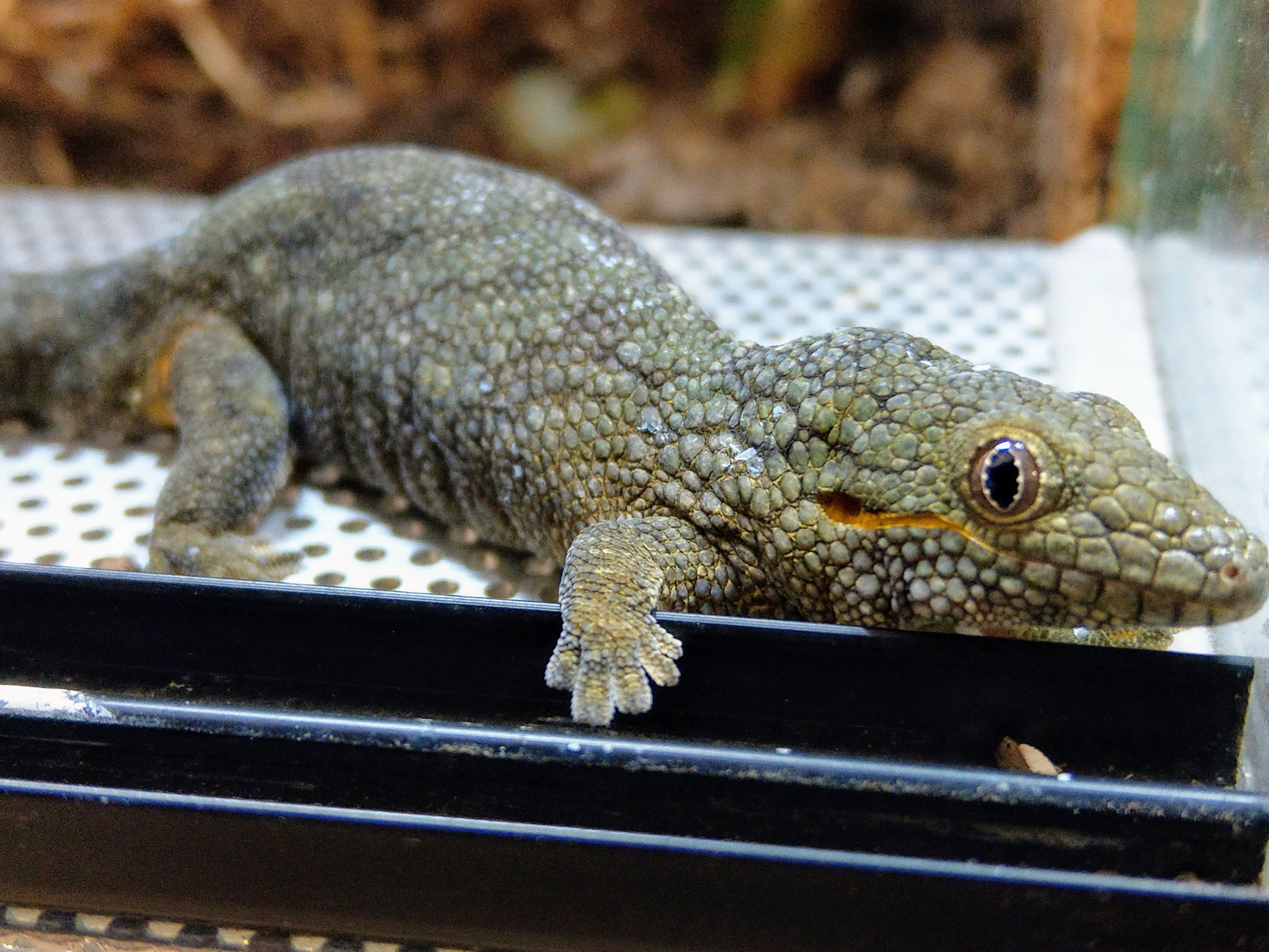 Eurydactylodes agricolae - Bauers Chamäleon Gecko - Sauriakeller ...
