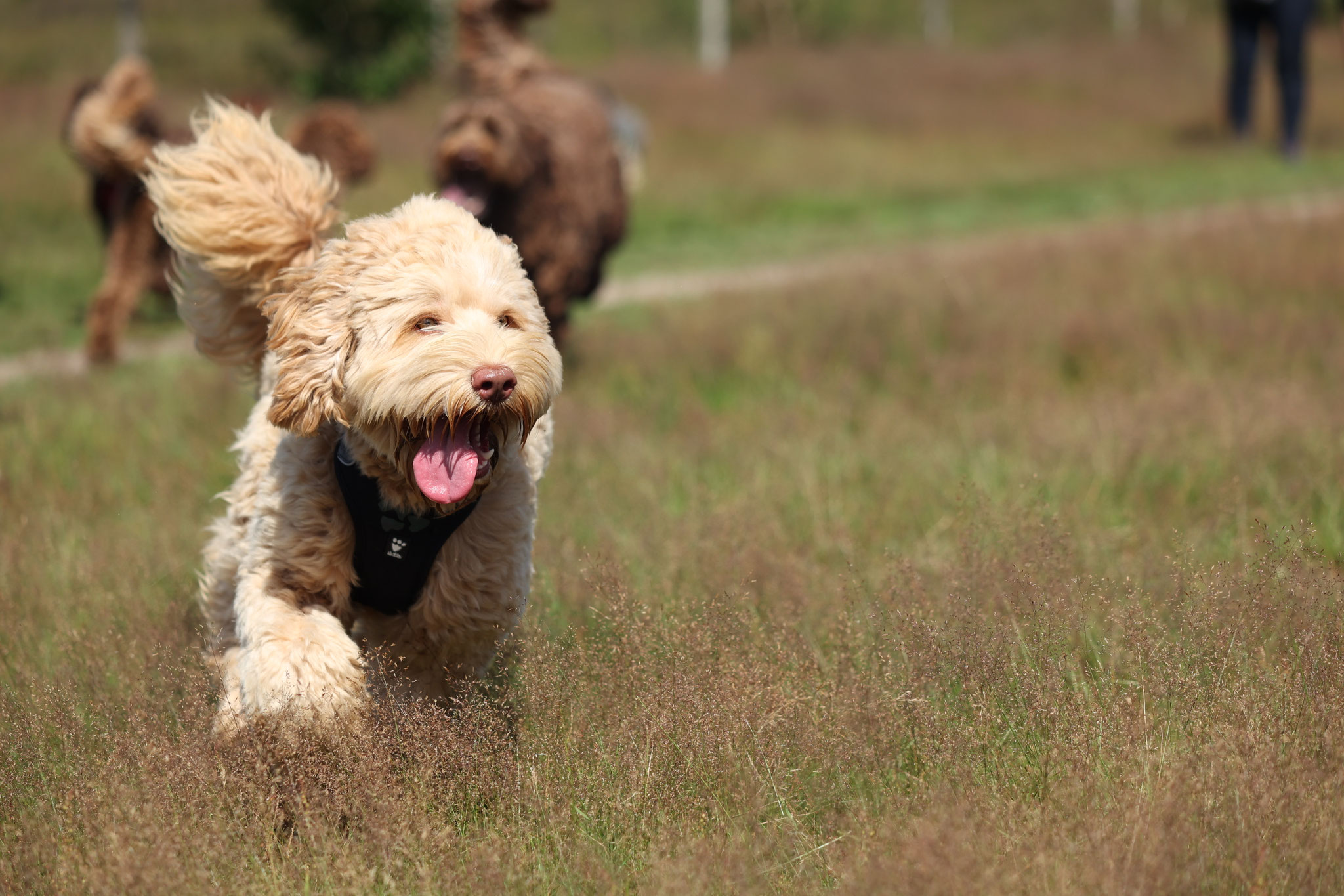 Flevodoodles - Flevodoodles: Australian Labradoodle fokker