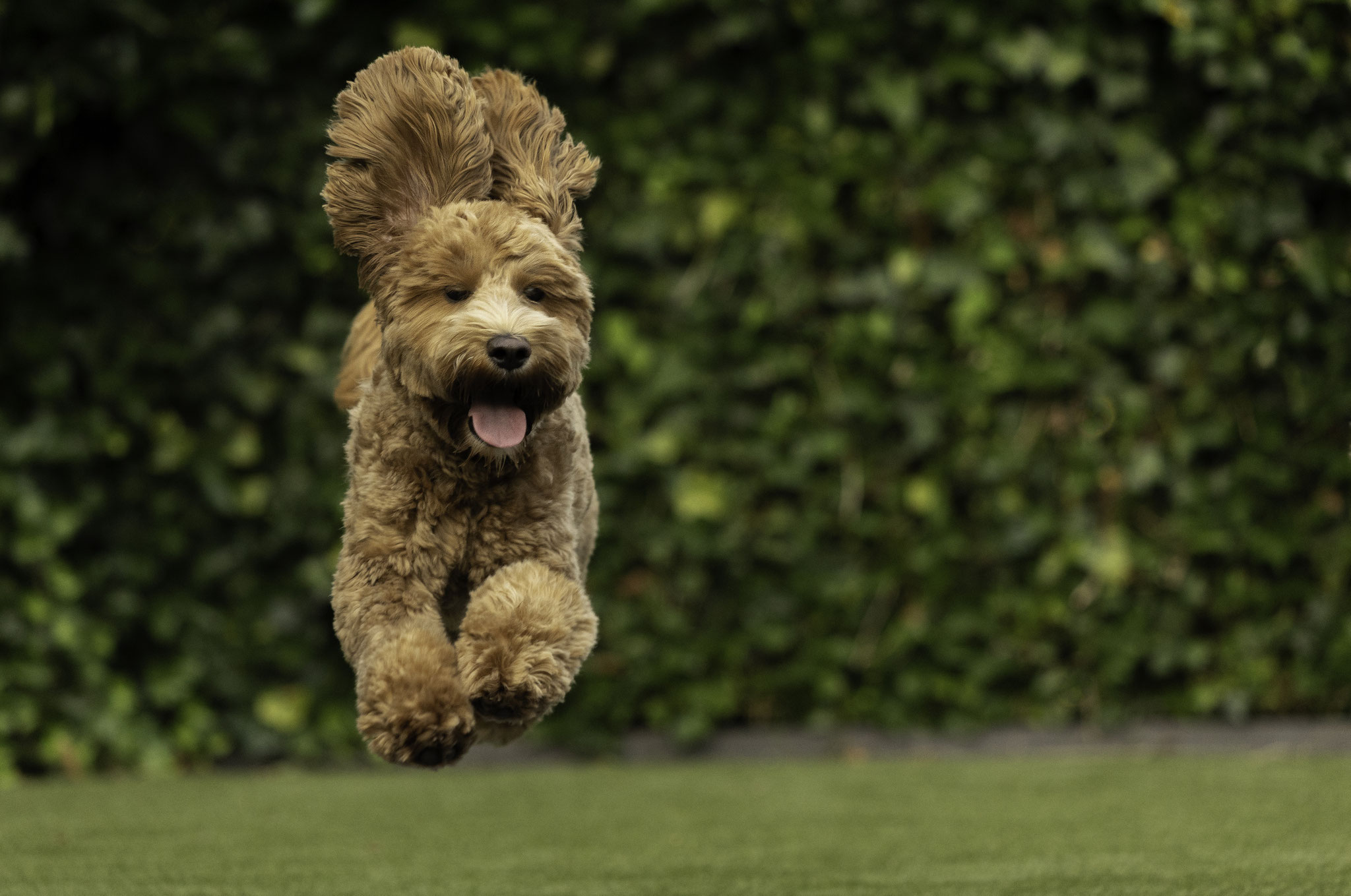 Flevodoodles - Flevodoodles: Australian Labradoodle fokker