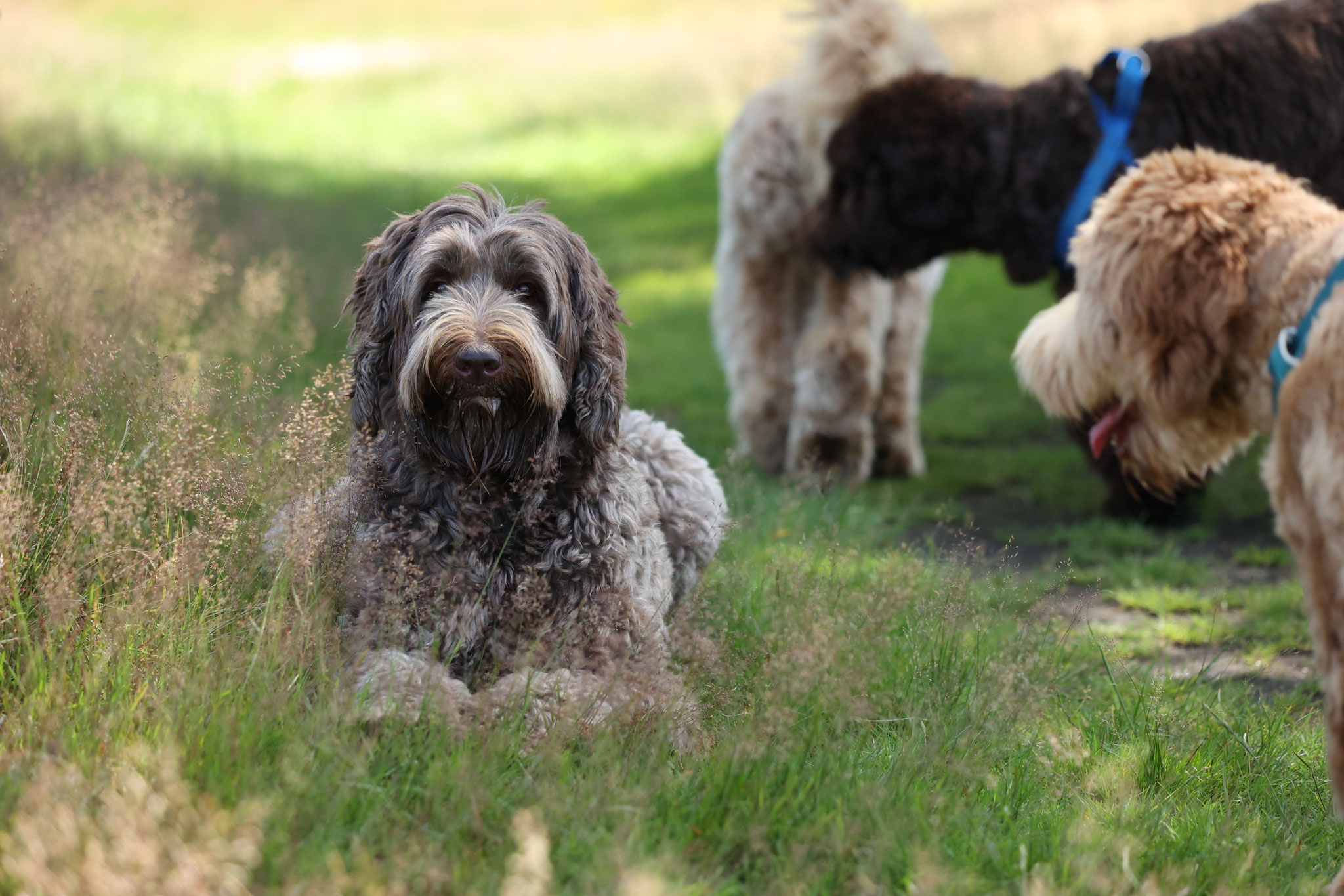 Flevodoodles - Flevodoodles: Australian Labradoodle fokker
