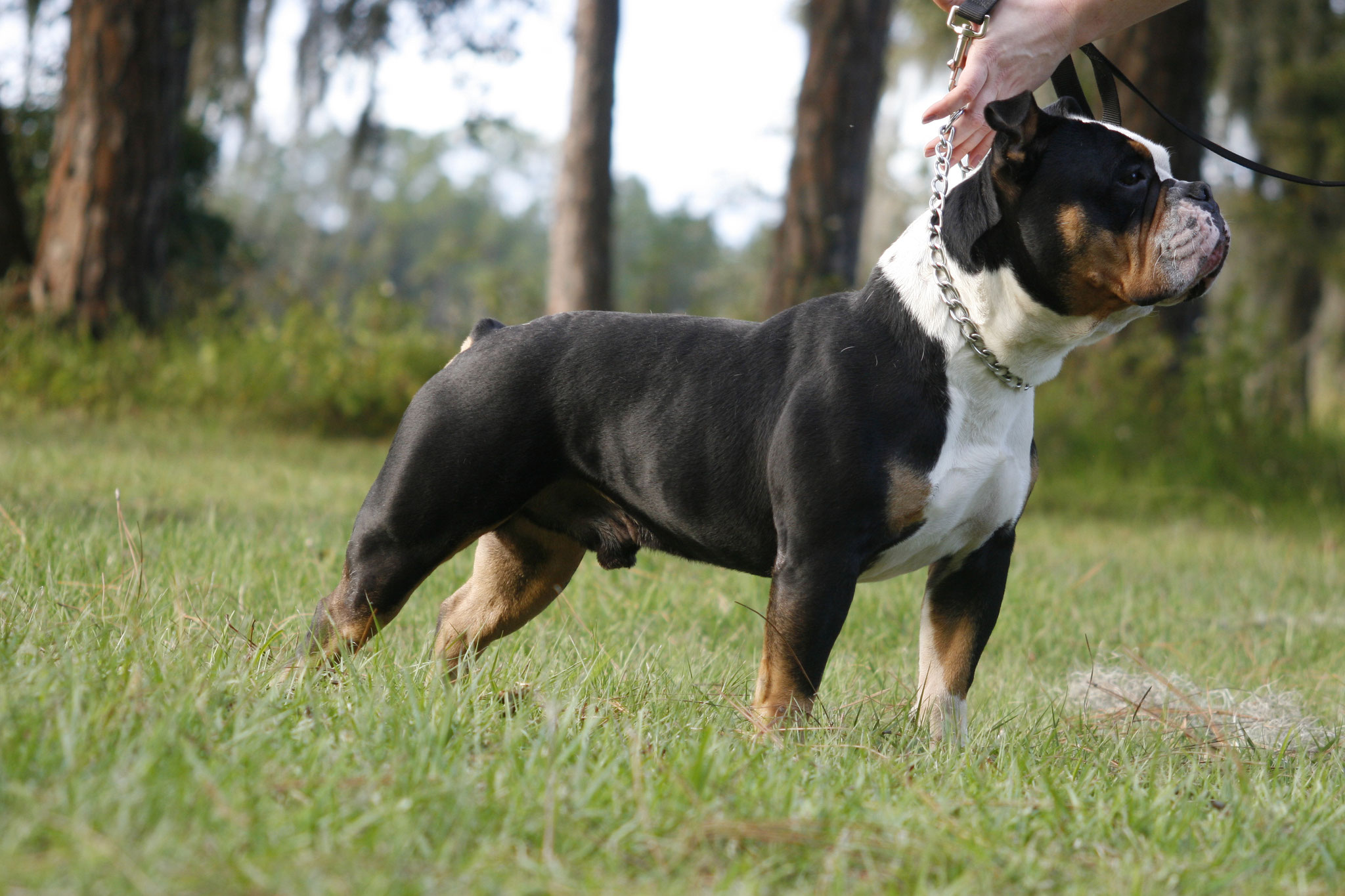 Our Pacific Bulldogs and Puppies - Boss Status Bullies -- Tri Color ...
