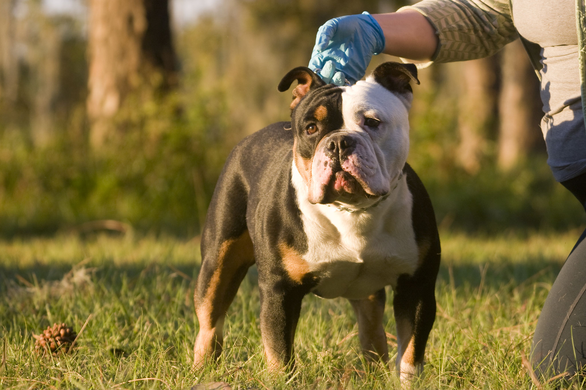 Our Pacific Bulldogs and Puppies - Boss Status Bullies -- Tri Color ...