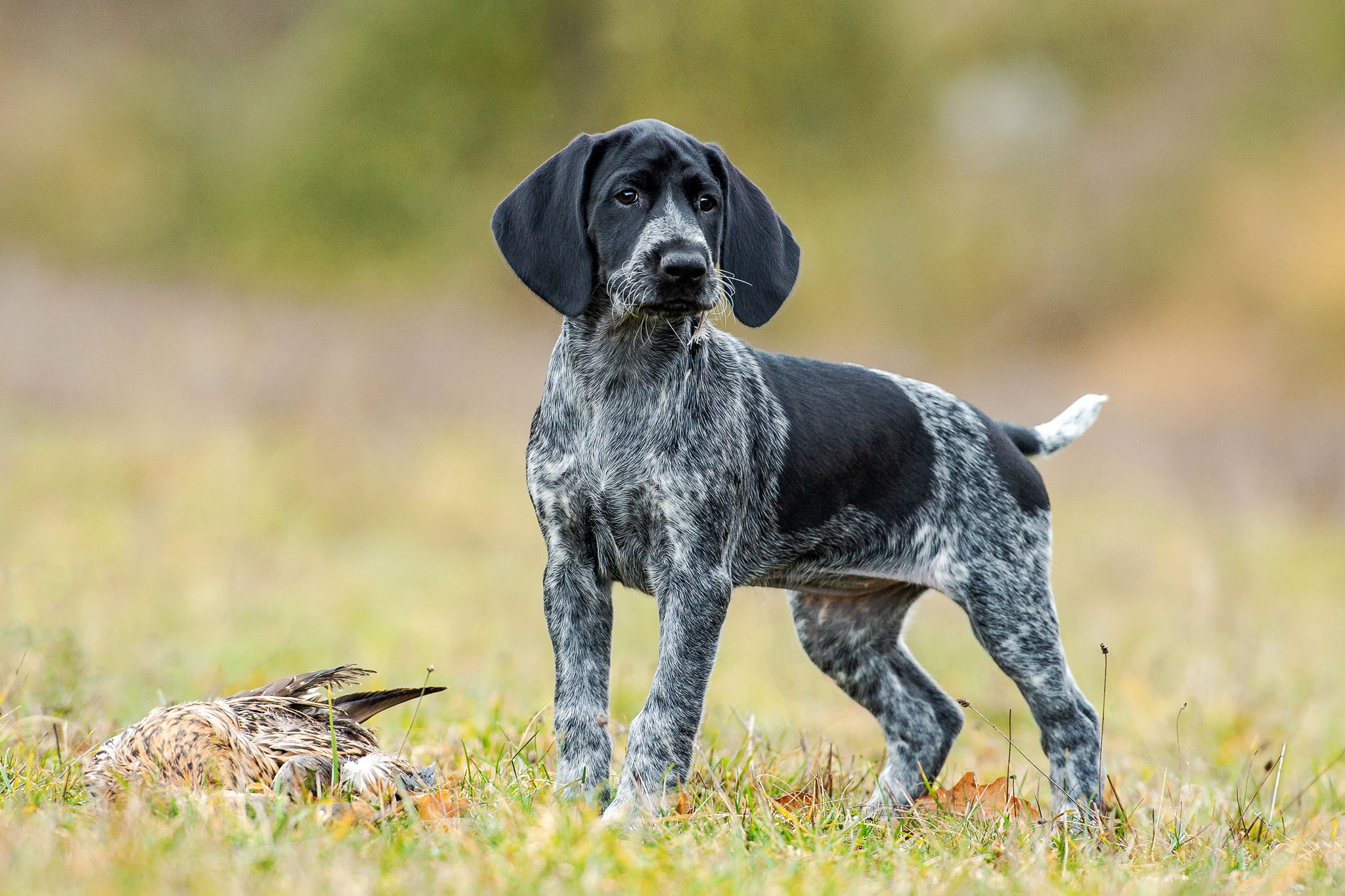 Kleine Jäger im Fokus - julia kauer jagdhunde fotografie