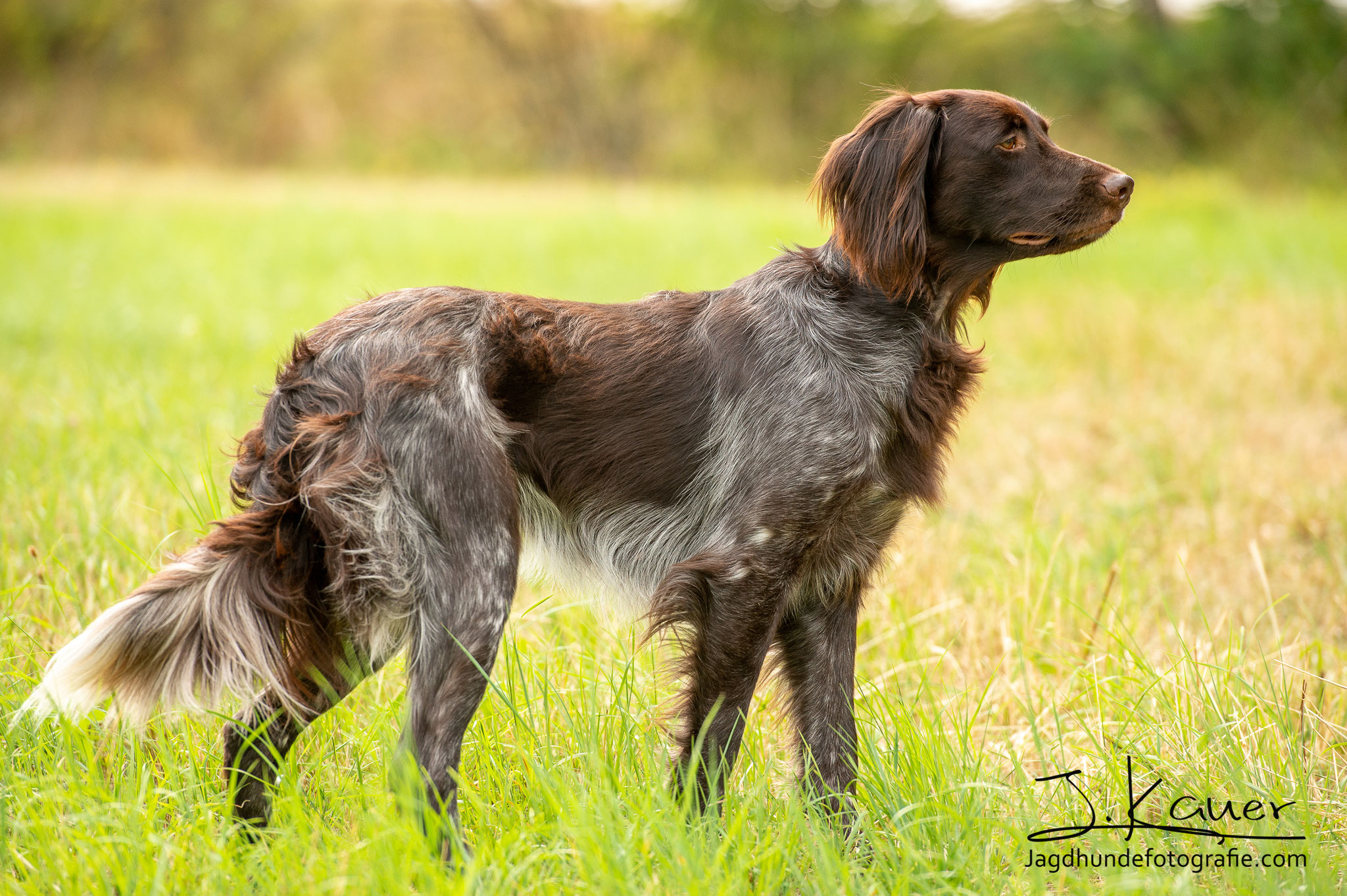 Deutsch Langhaar - julia kauer jagdhunde fotografie
