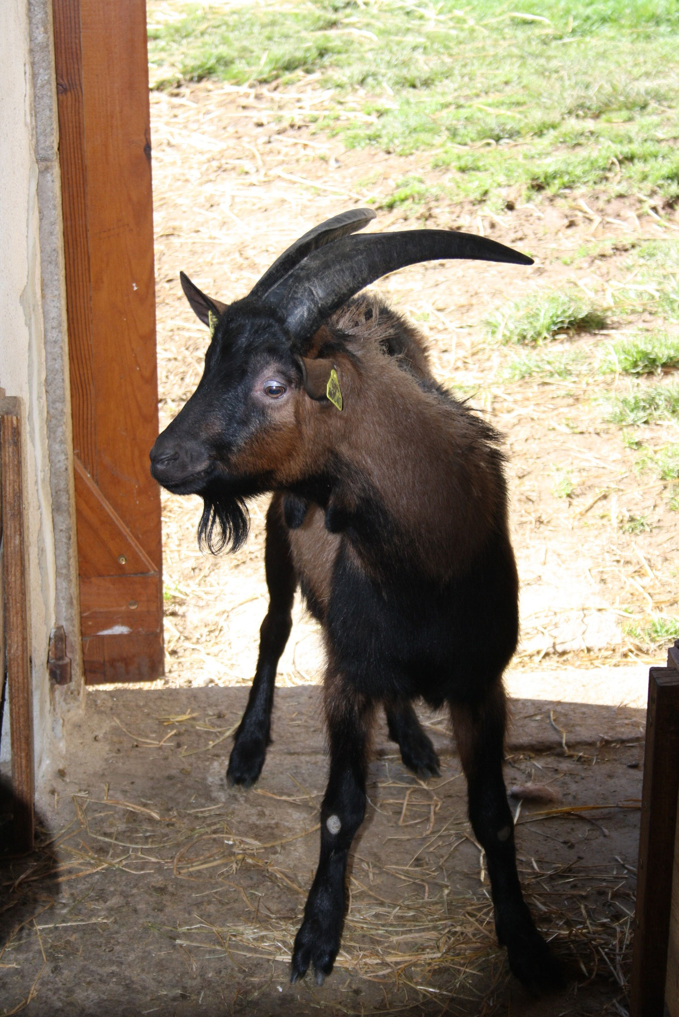 La reproduction - LES CHEVRES DE CHAZALON