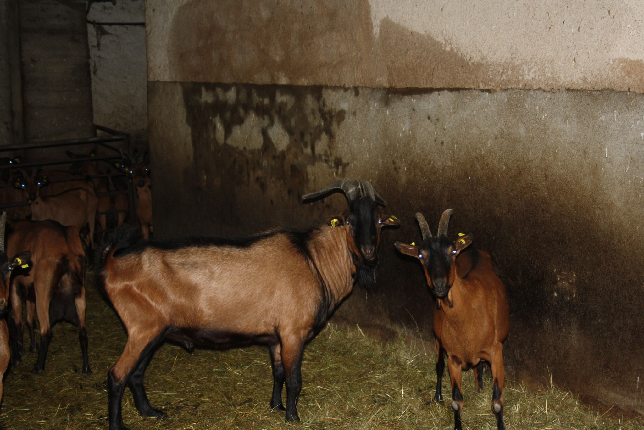 La reproduction - LES CHEVRES DE CHAZALON