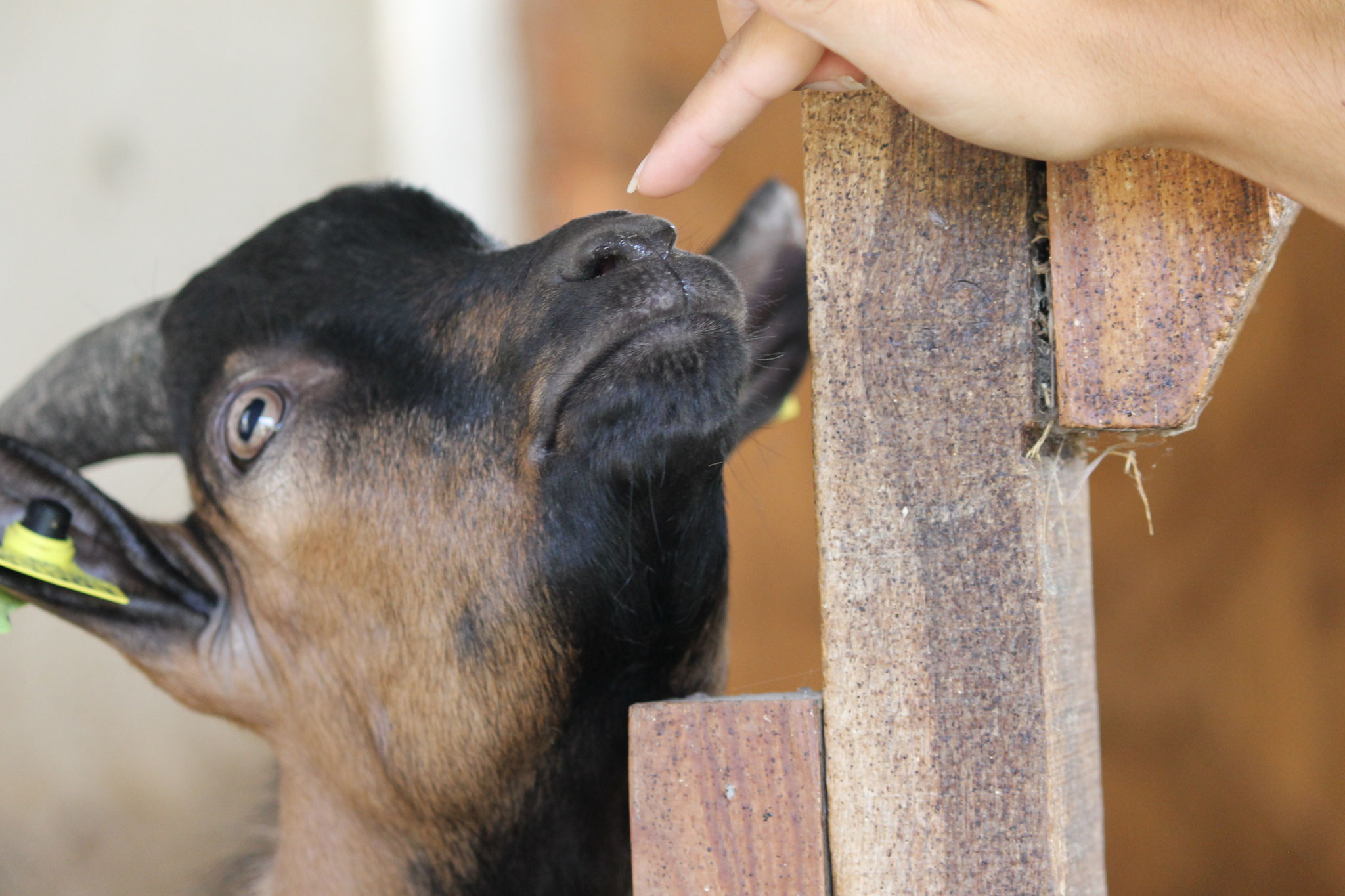 La reproduction - LES CHEVRES DE CHAZALON