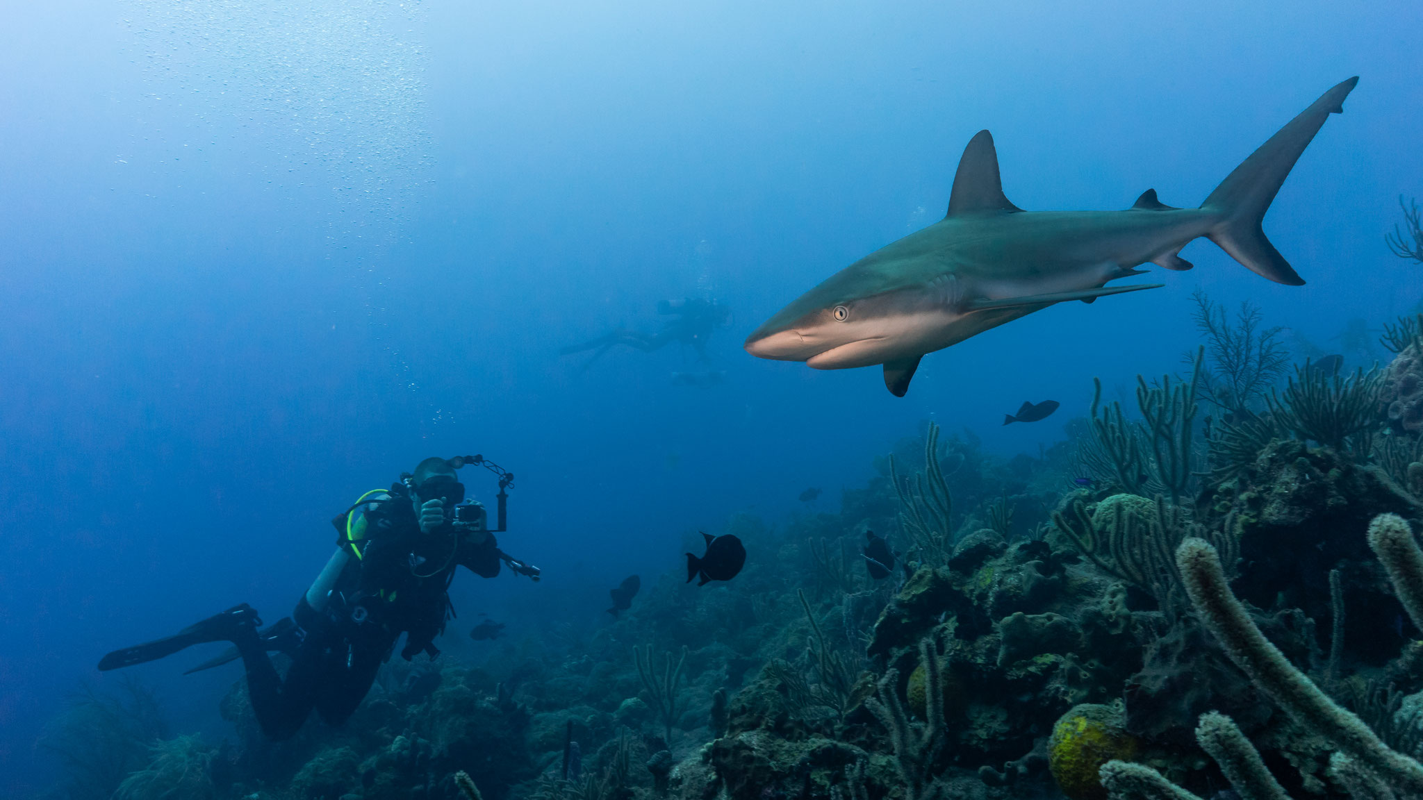 Diving at the Guadeloupe Islands, St Maarten, Saba - Incoming ...