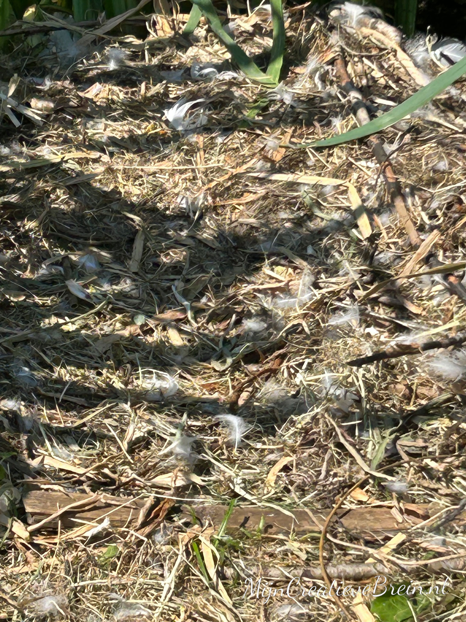 Positieve Gedichten - Mijn Creatieve Brein