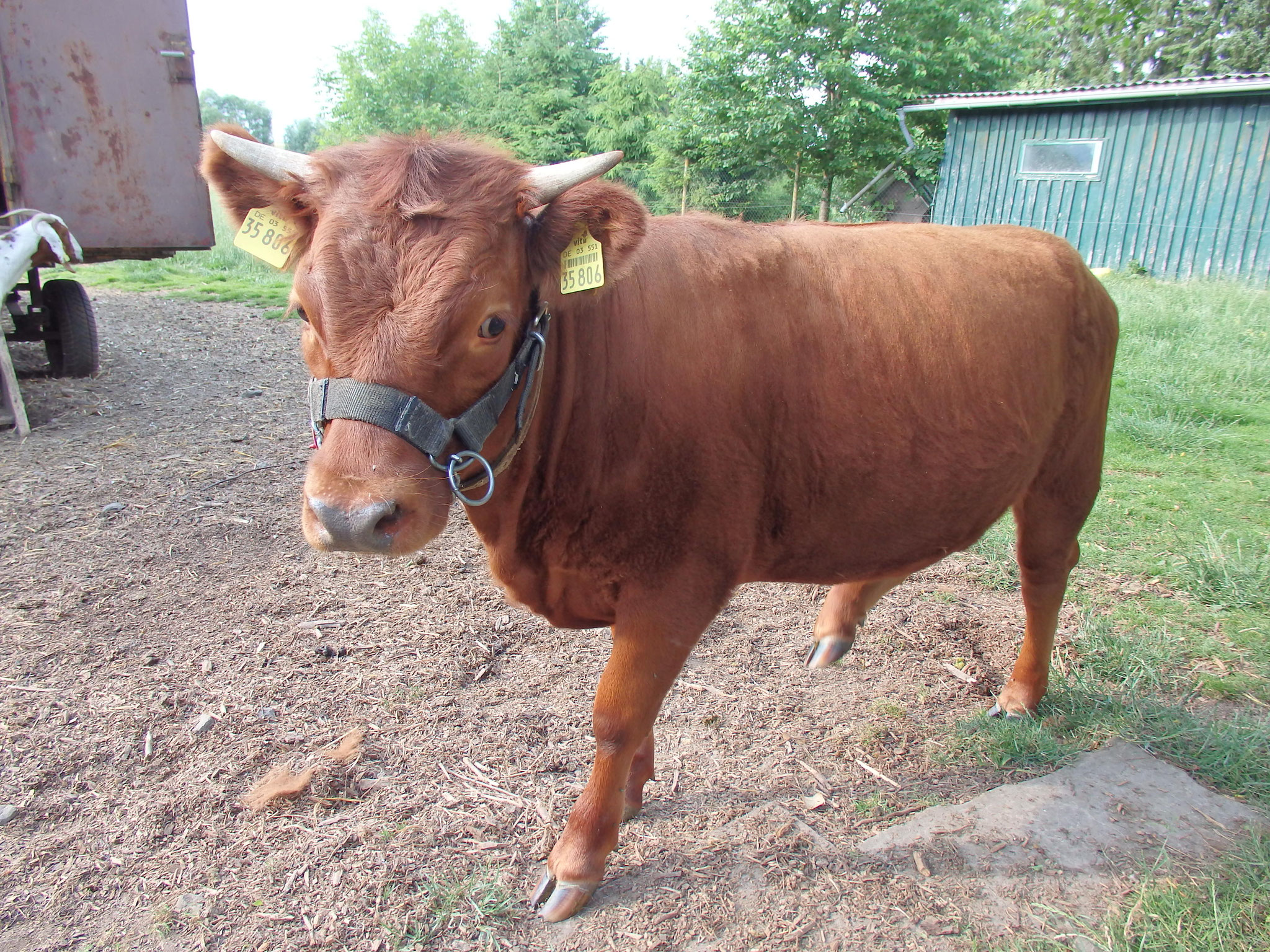 Aktueller Bestand - Dexter Rinder Scheden