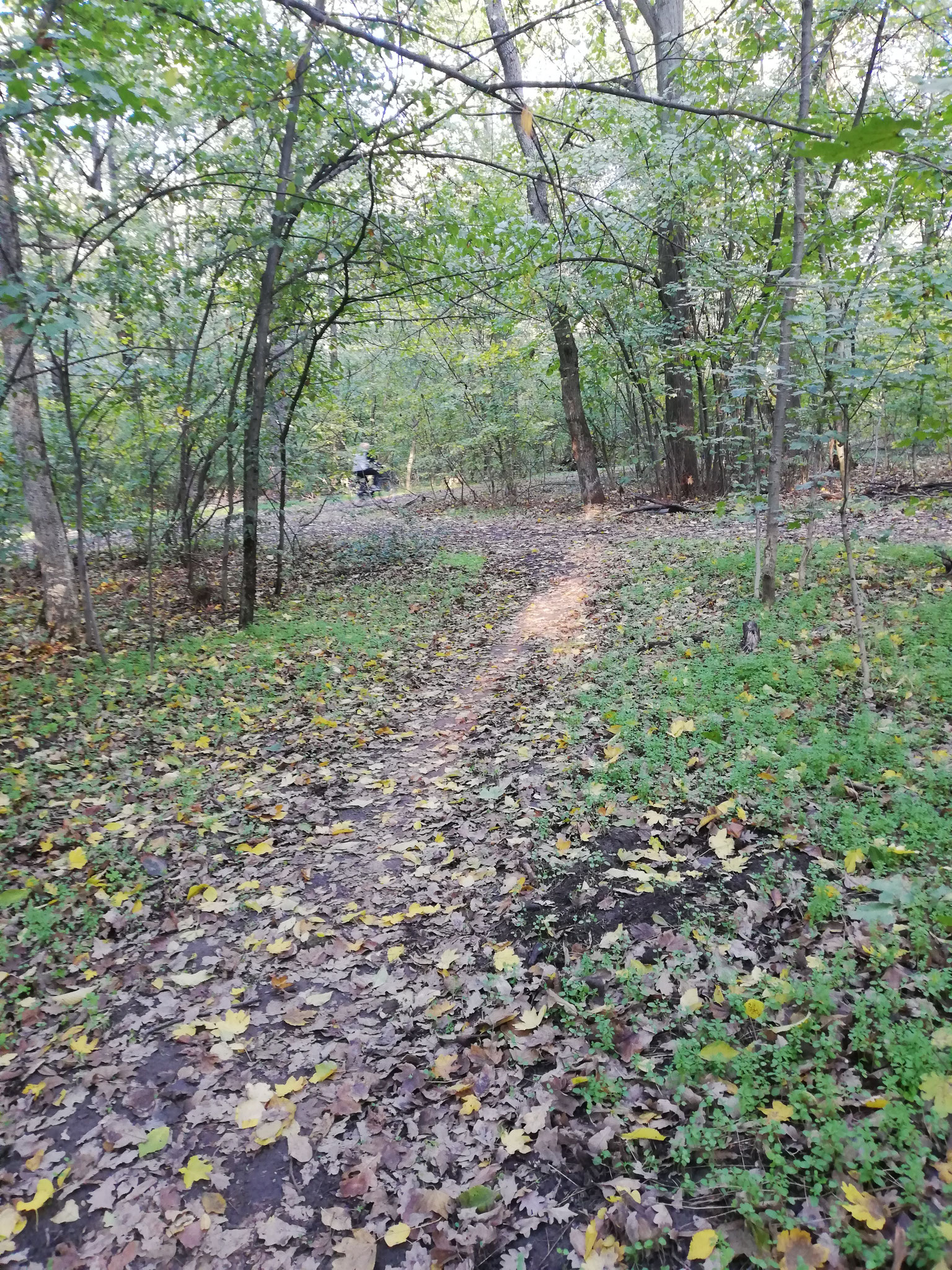 Parcul dendrologic si padurea Chitila - costacheinjurullumii