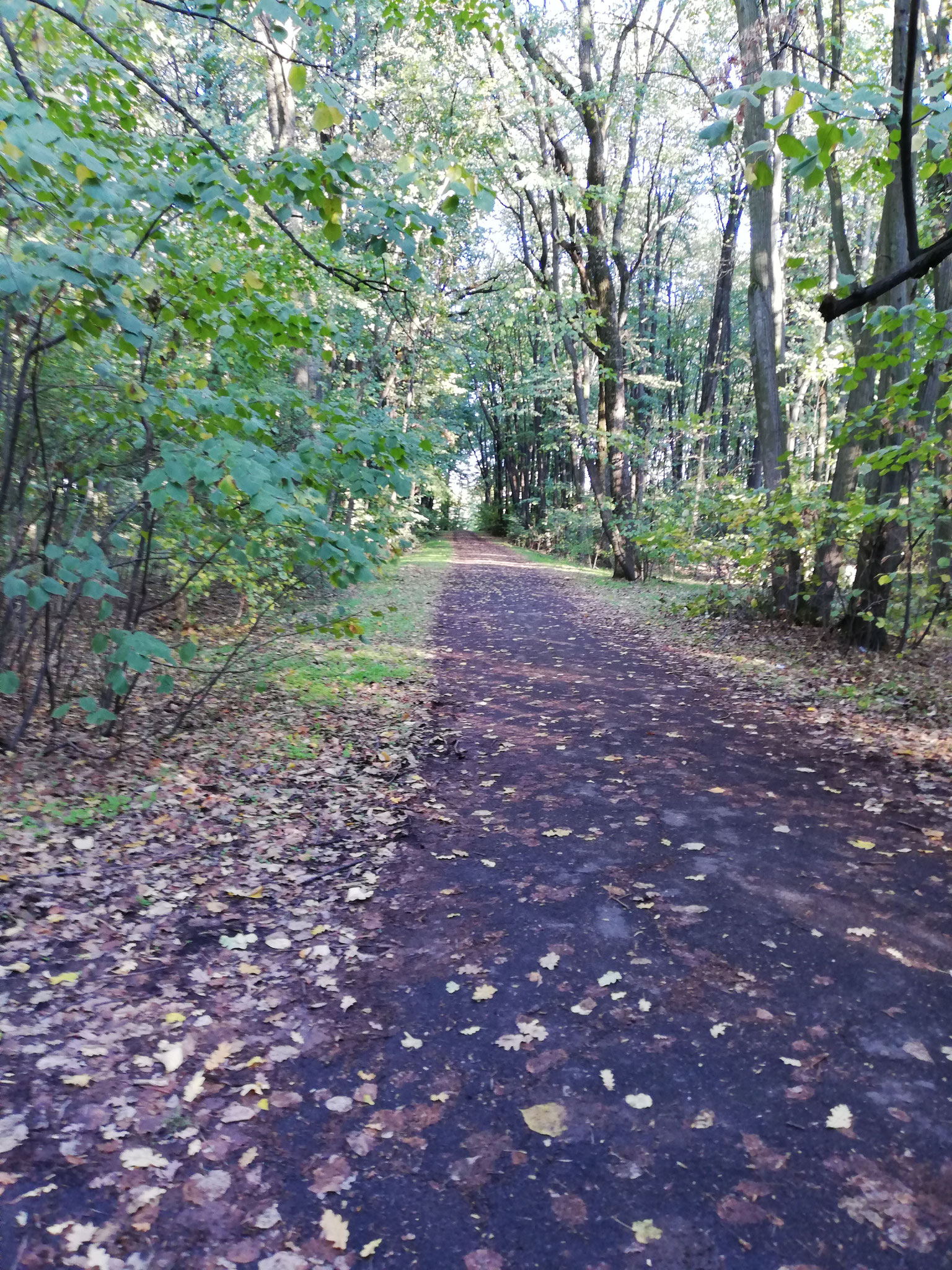 Parcul dendrologic si padurea Chitila - costacheinjurullumii