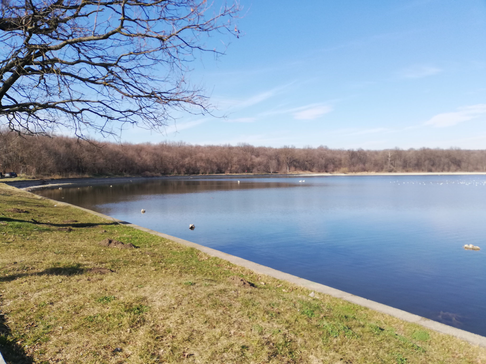 Parcul dendrologic si padurea Chitila - costacheinjurullumii