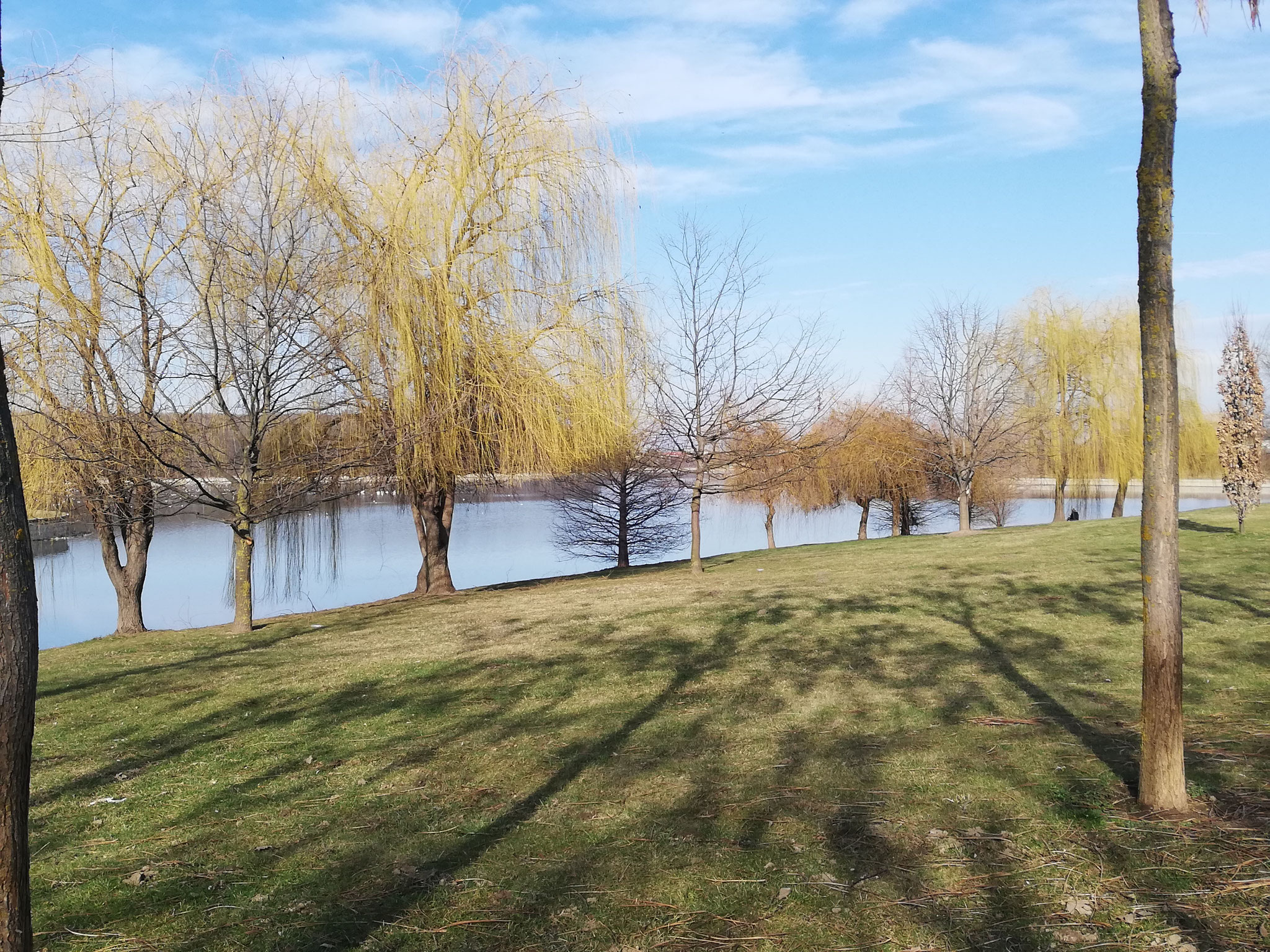Parcul dendrologic si padurea Chitila - costacheinjurullumii
