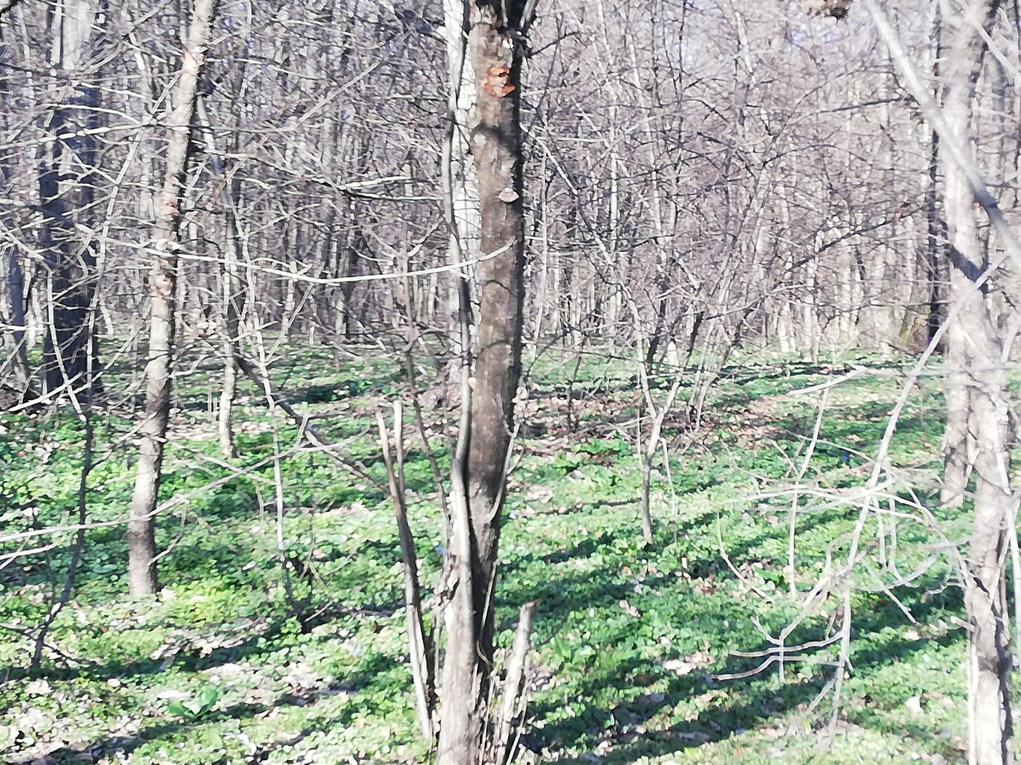 Parcul dendrologic si padurea Chitila - costacheinjurullumii
