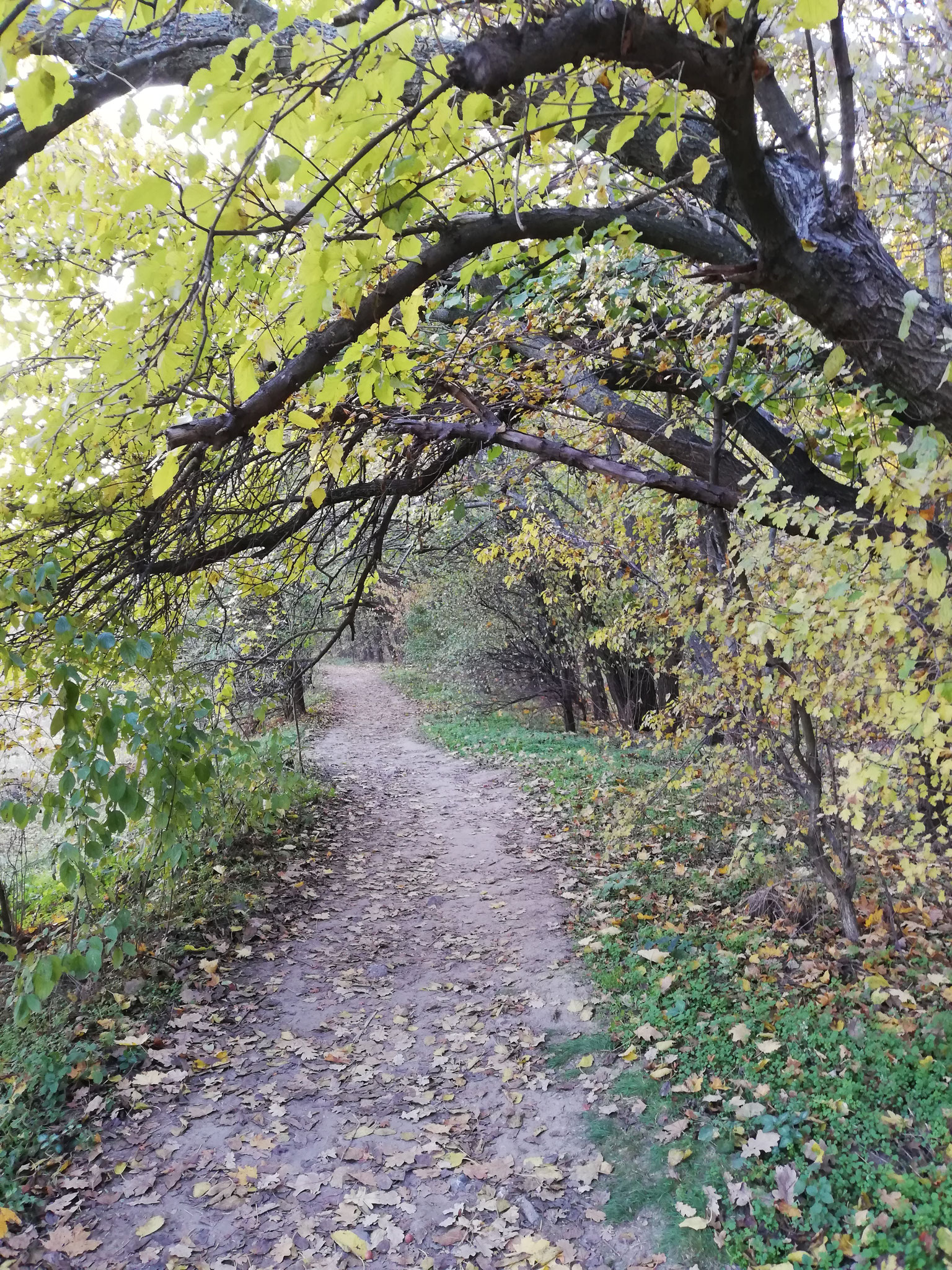 Parcul dendrologic si padurea Chitila - costacheinjurullumii