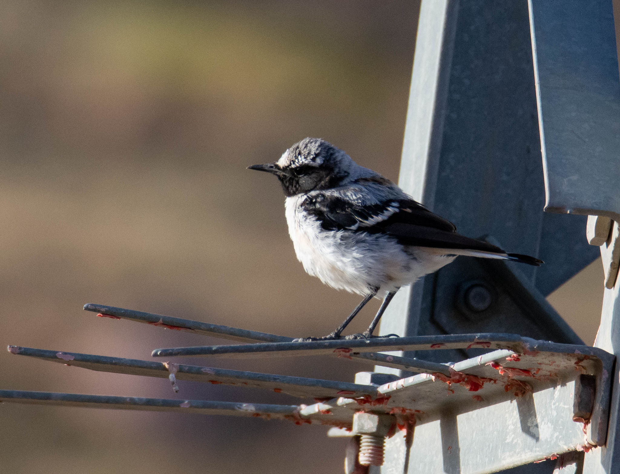 Herpetological trip to morocco - Luis Albero's Nature Web