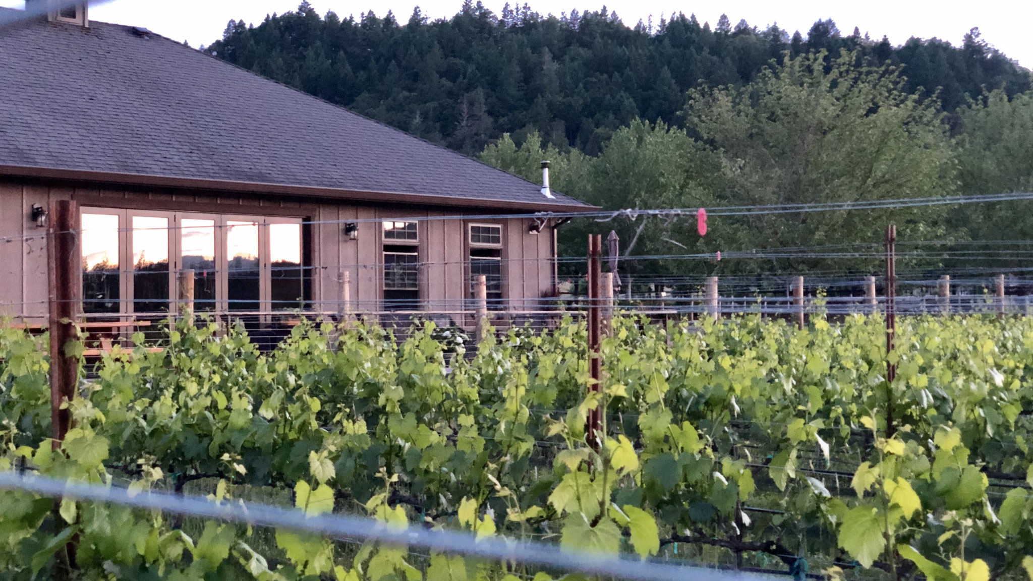 TASTINGS - apricityvineyard