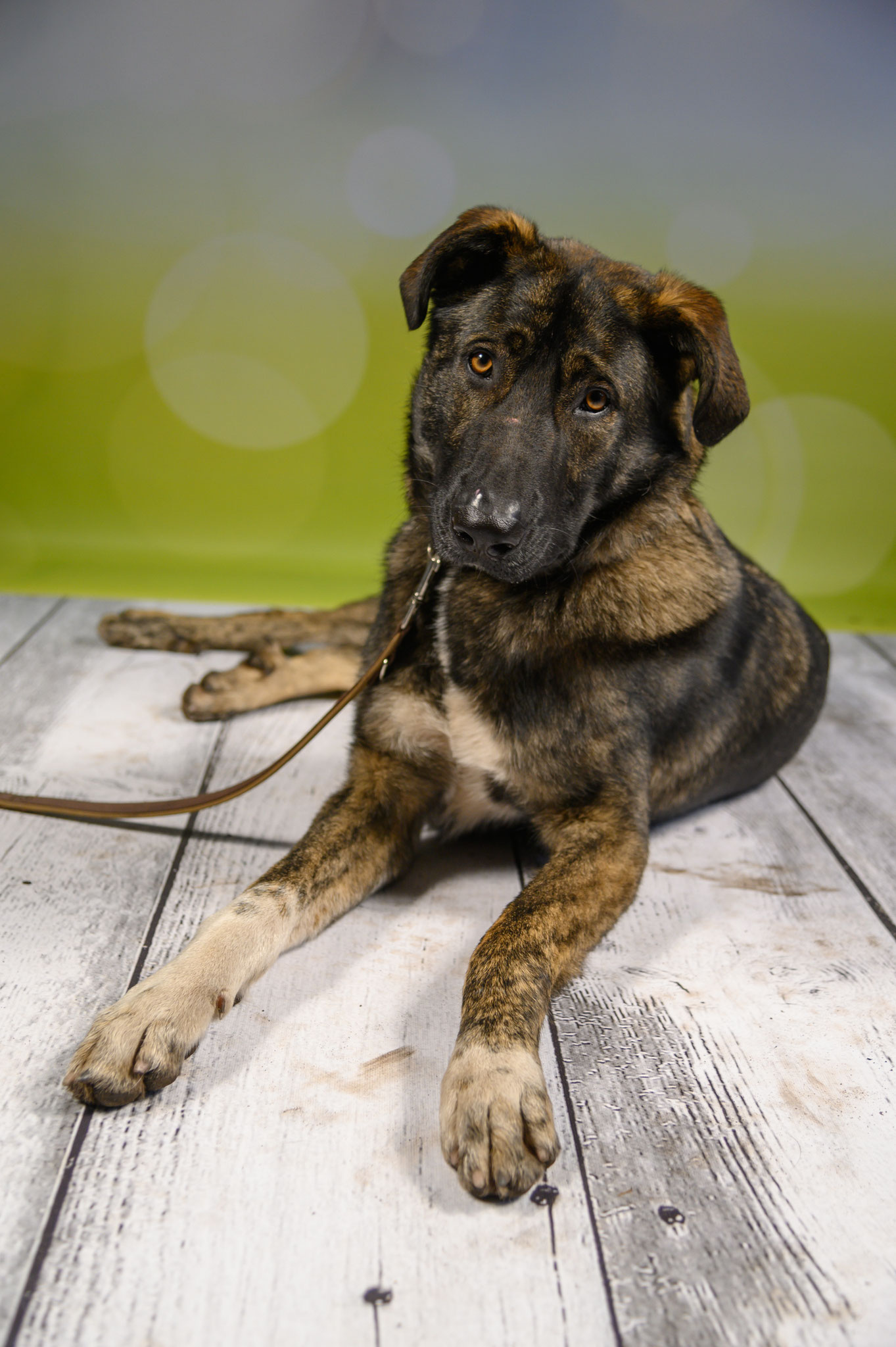 Fotografie im Tierheim Bielefeld - tierheimfotografies Webseite!