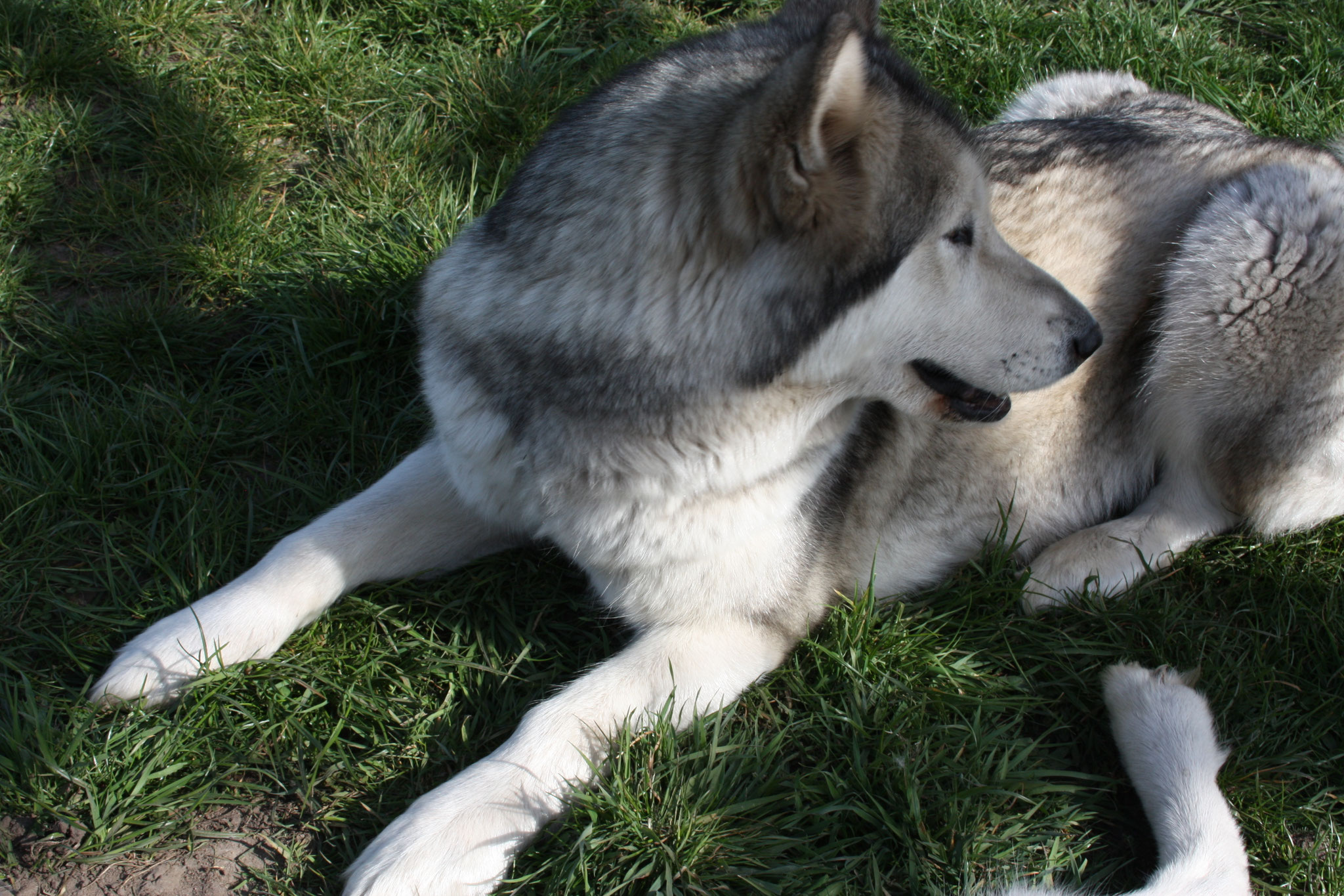 Hera Wolf Huts - Alaskan Malamute "Vom Runower Lindenhof"