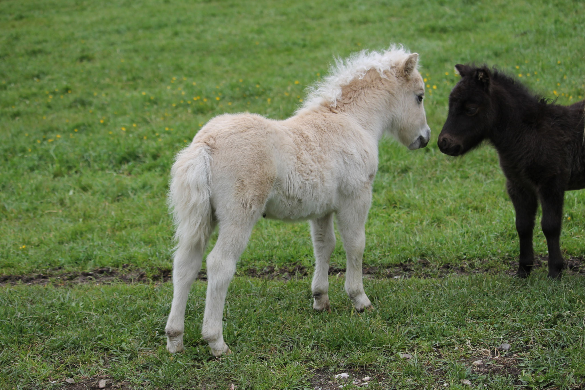 Chieming´s Kaylight !!!Graufalbe-Roan!!! - shettys-chiemings Jimdo-Page!