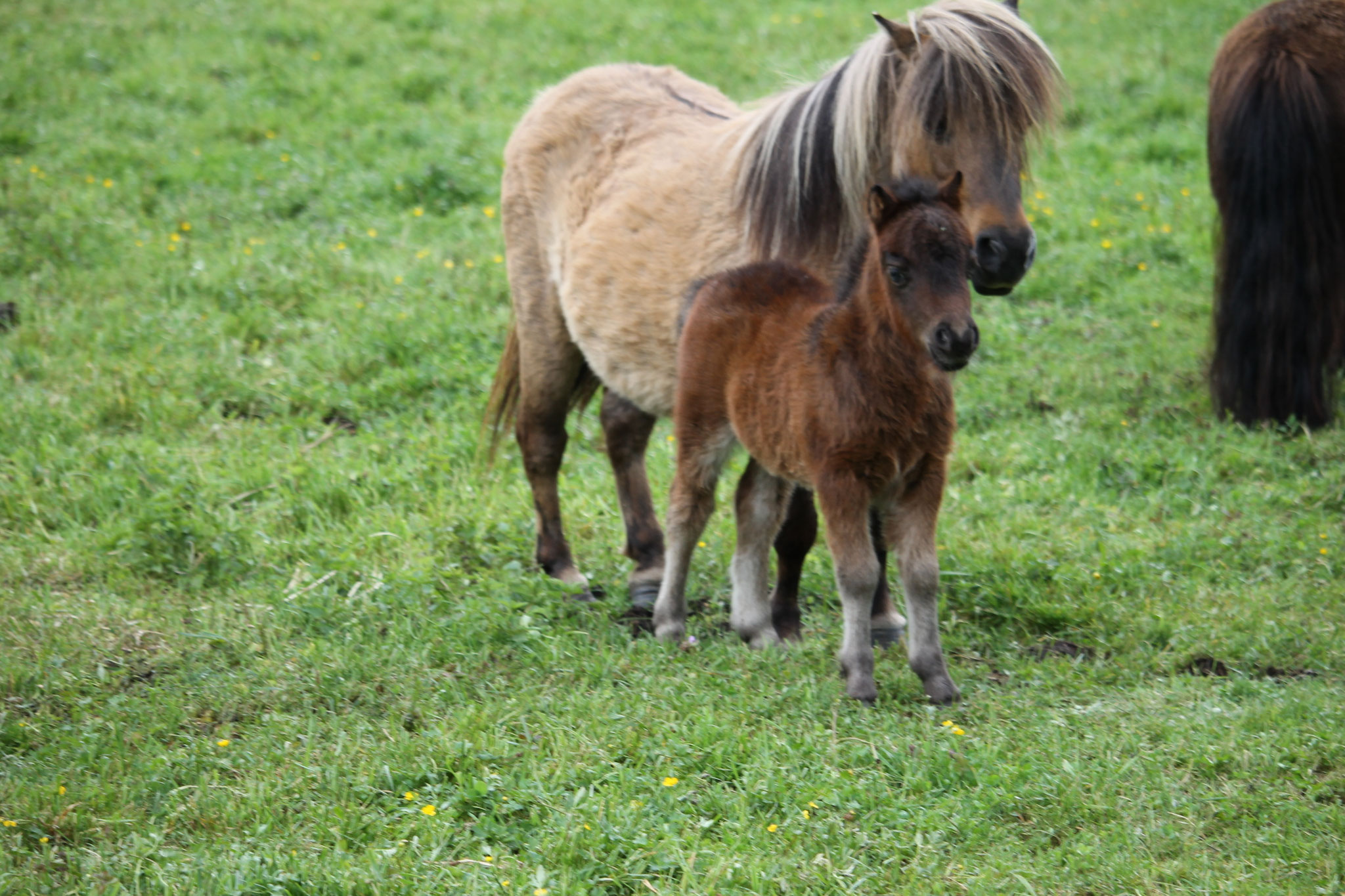 Chieming´s Kaylight !!!Graufalbe-Roan!!! - shettys-chiemings Jimdo-Page!