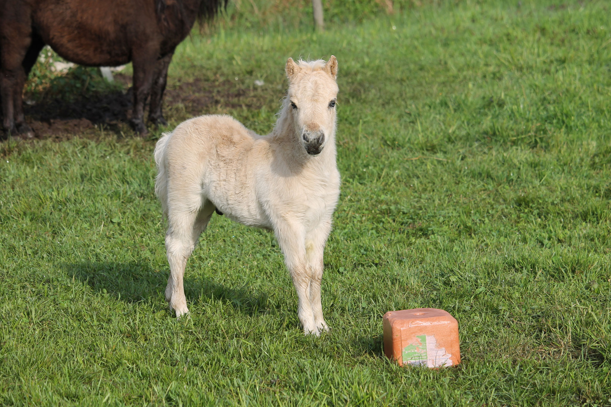 Chieming´s Kaylight !!!Graufalbe-Roan!!! - shettys-chiemings Jimdo-Page!