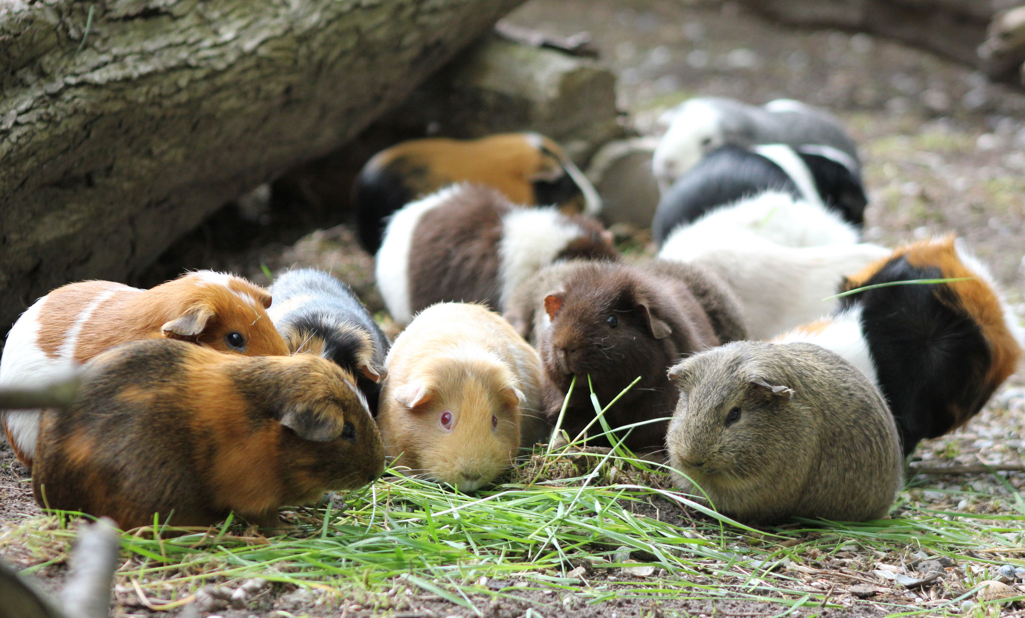 Cavia's - Stadsboerderij de Vosheuvel