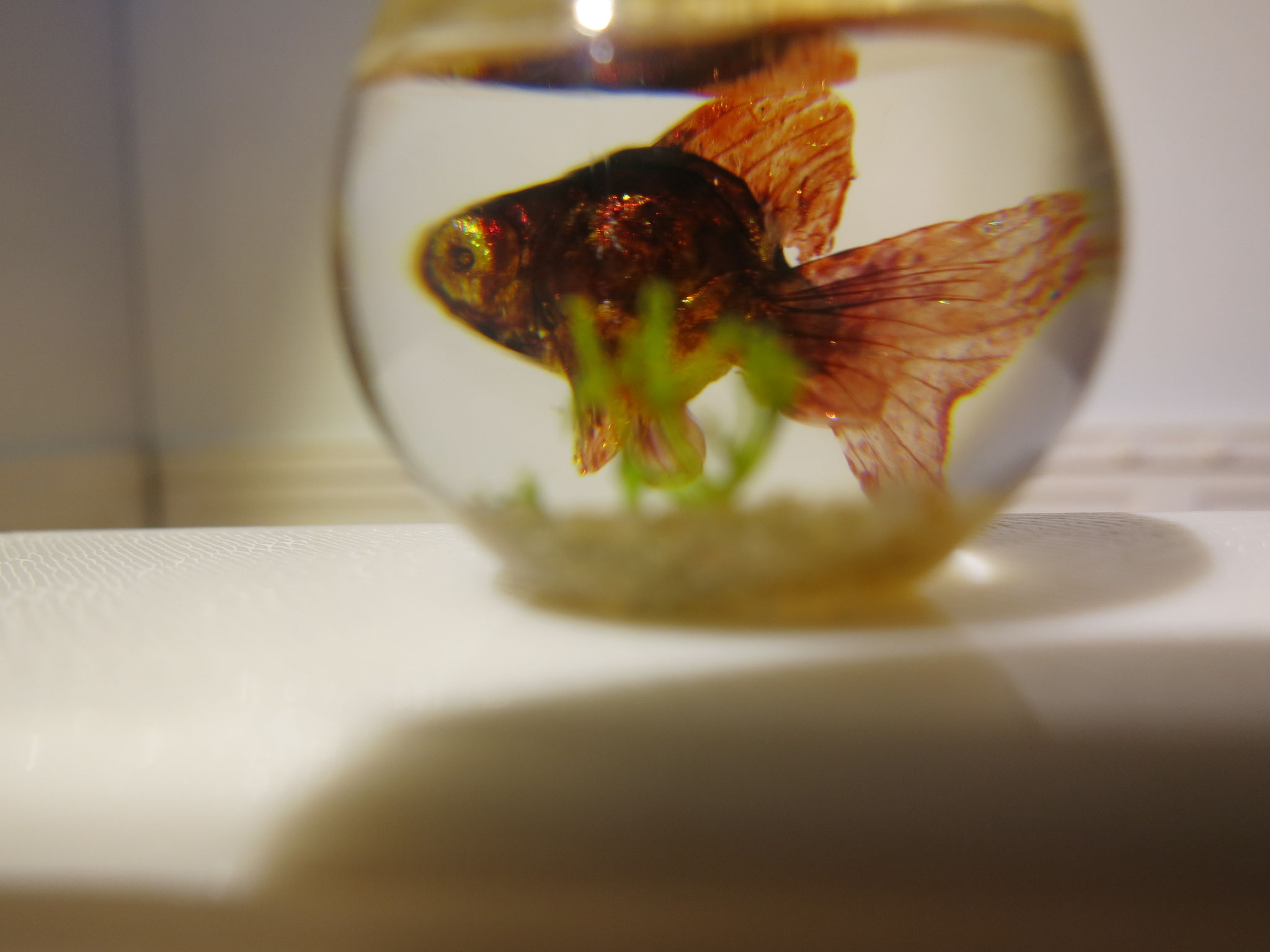 Miniature Aquariums - Fátima Doña's Art