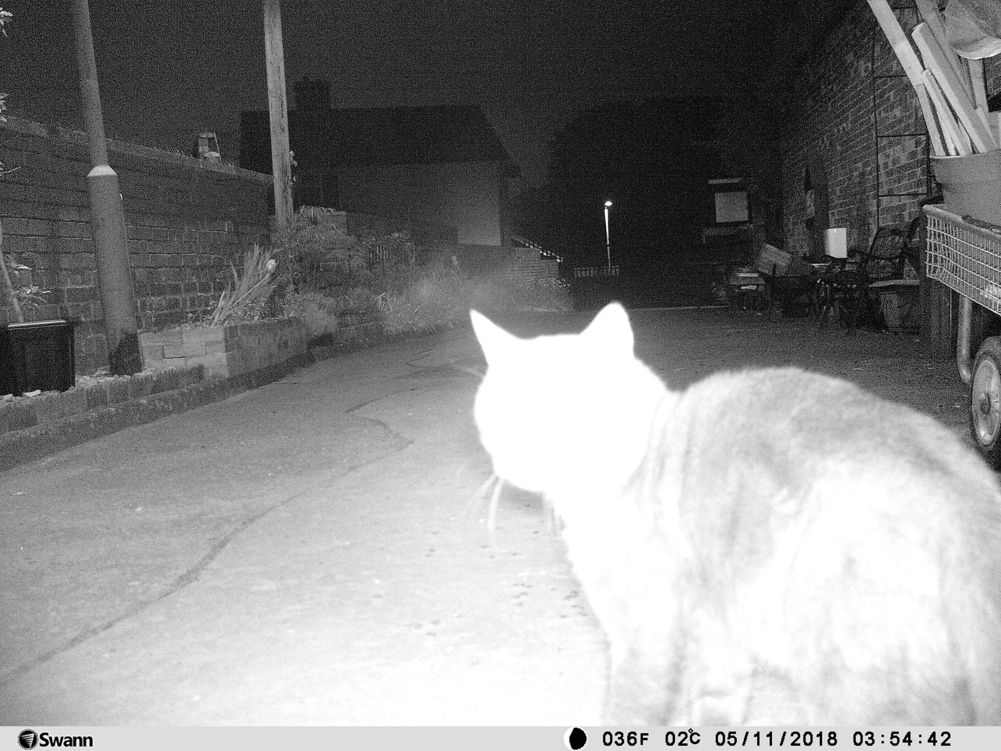 Wildlife corner - goldengardenbedford