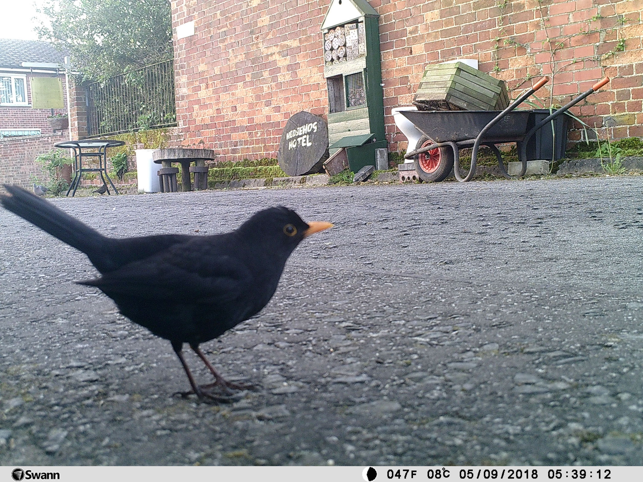 Wildlife corner - goldengardenbedford